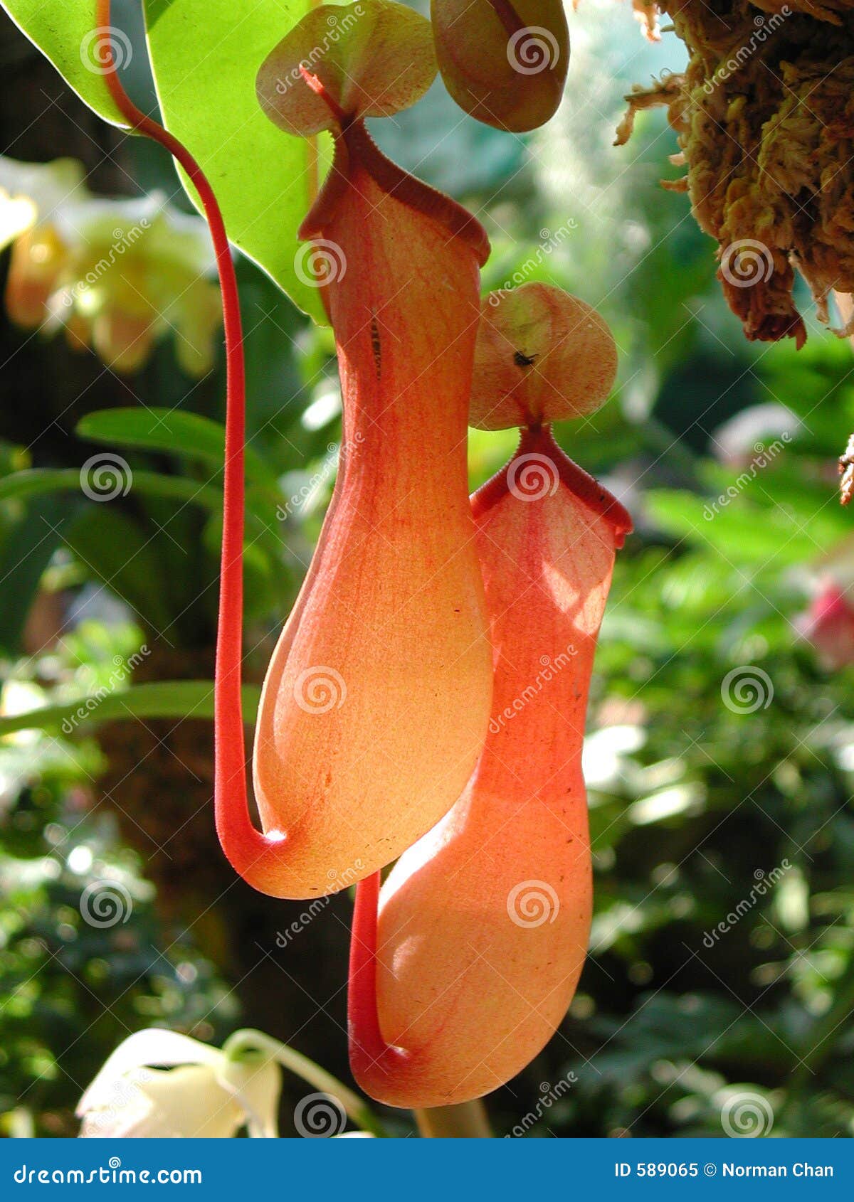 Art Objects Handmade Clay Flowers Mini Pitcher Plant Green Cute ...