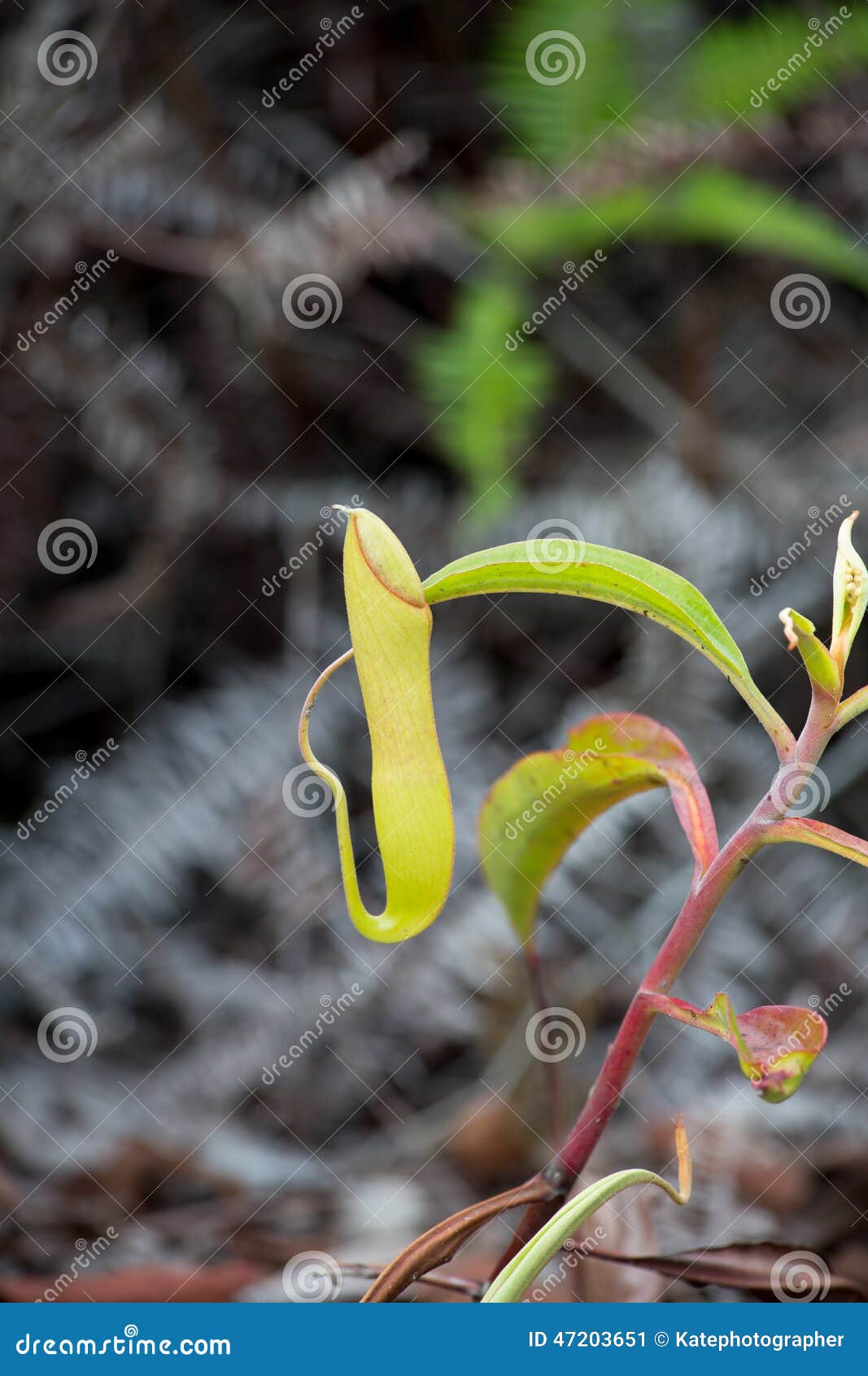 Carnivorous plant. stock image. Image of extinct, catch - 47203651