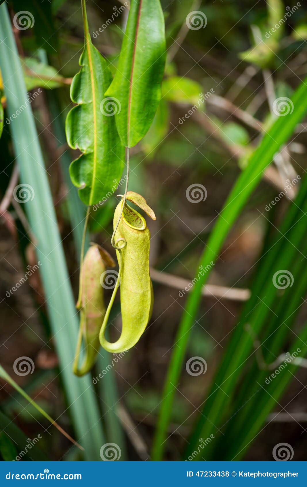 Carnivorous plant. stock photo. Image of digest, green - 47233438