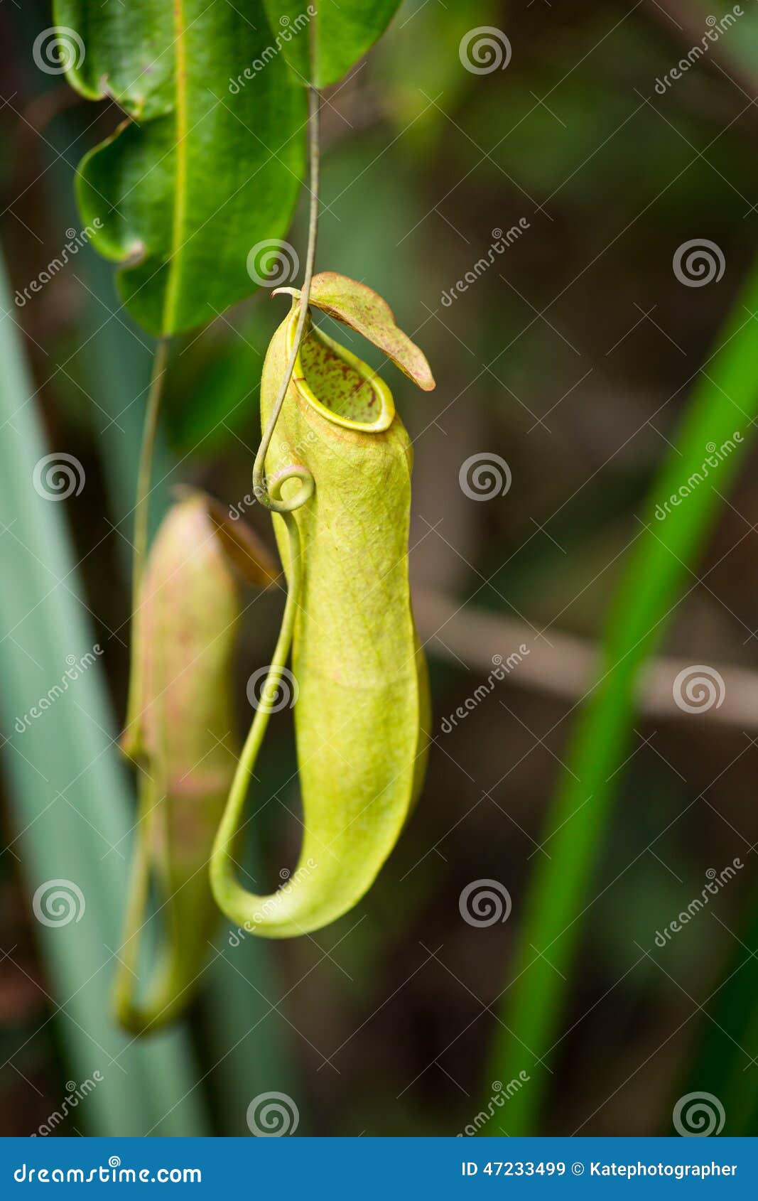 Carnivorous plant. stock image. Image of exotic, carnivorous - 47233499