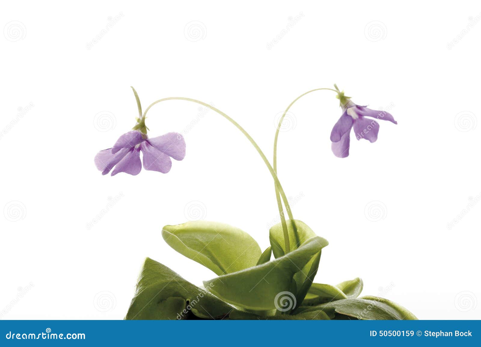 Tropical Pinguicula Tina Predatory Plant On The Edge Of A Cliff. Sticky ...