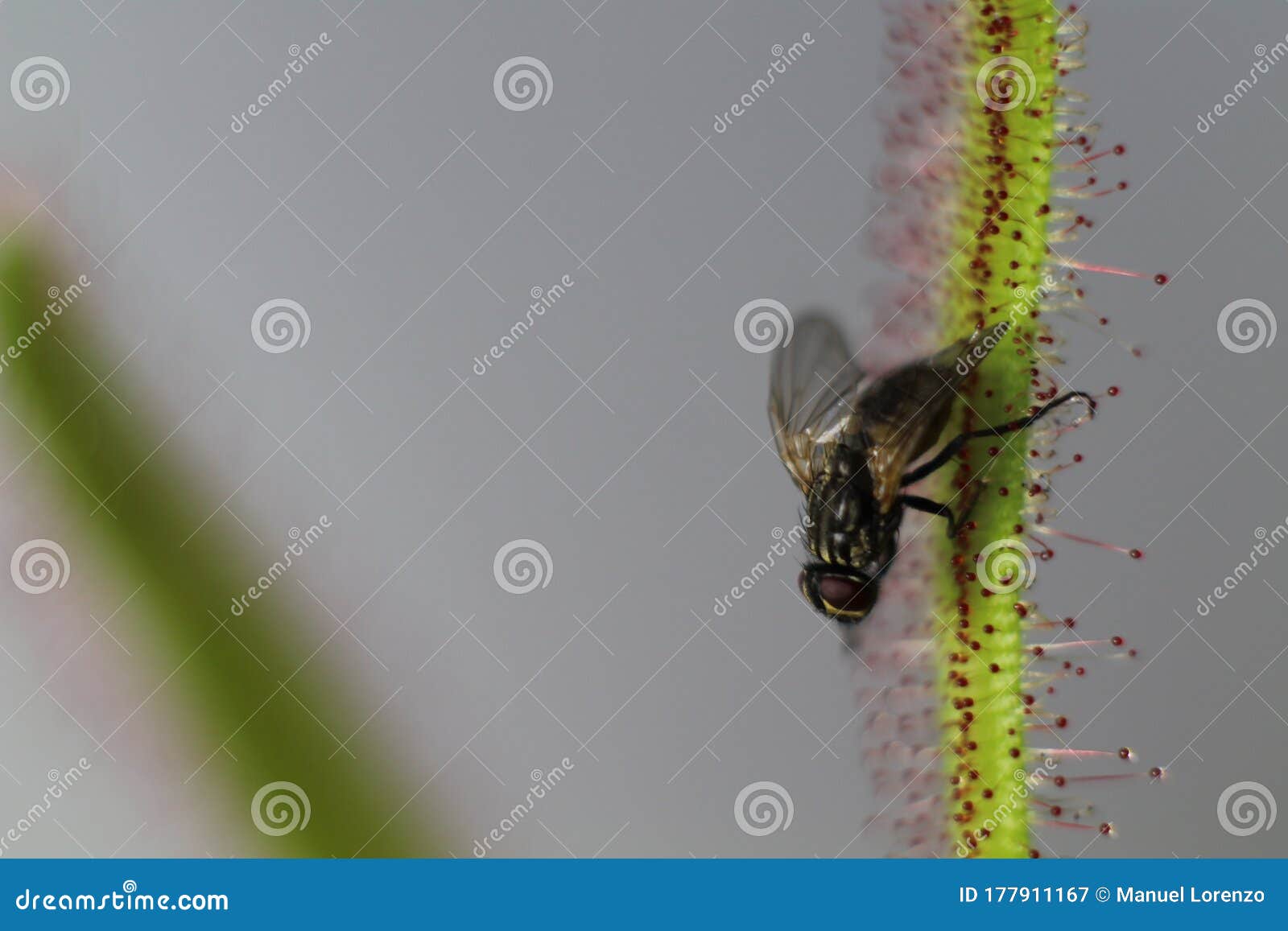 Carnivorous Plant Feeds Insects Fly Trapped Insect Stock Image - Image ...