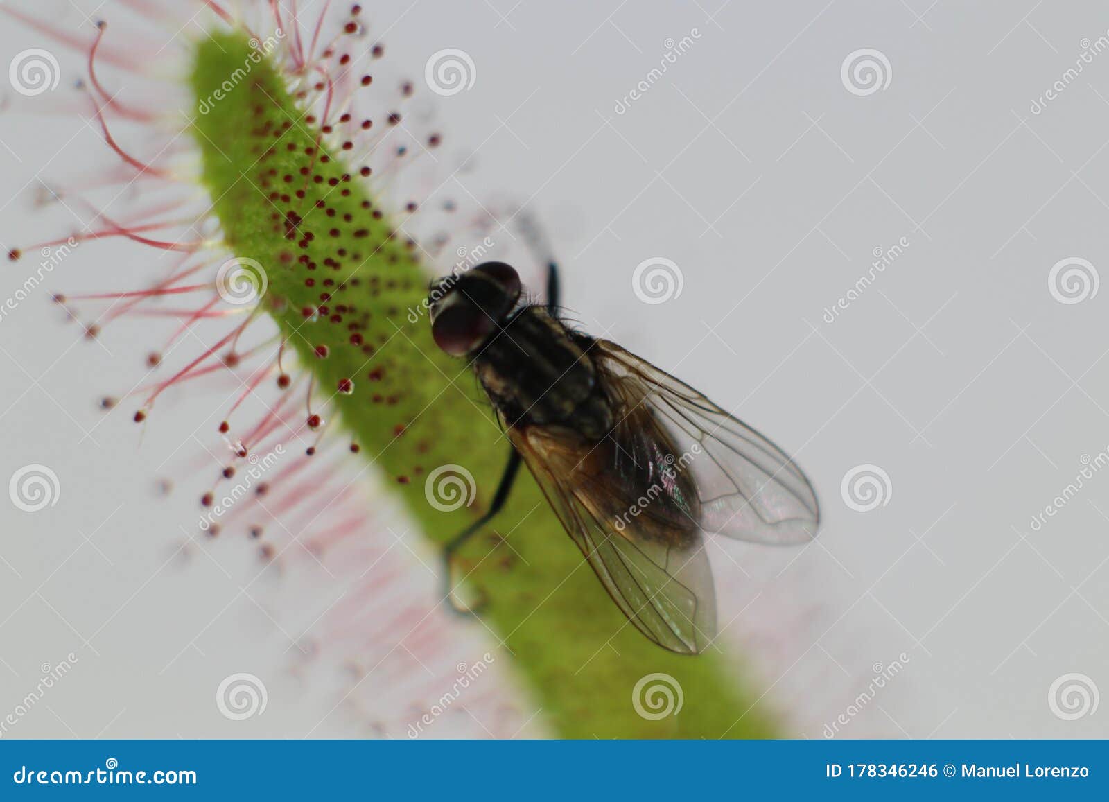 Carnivorous Plant Feeds Insects Fly Trapped Insect Stock Photo - Image ...