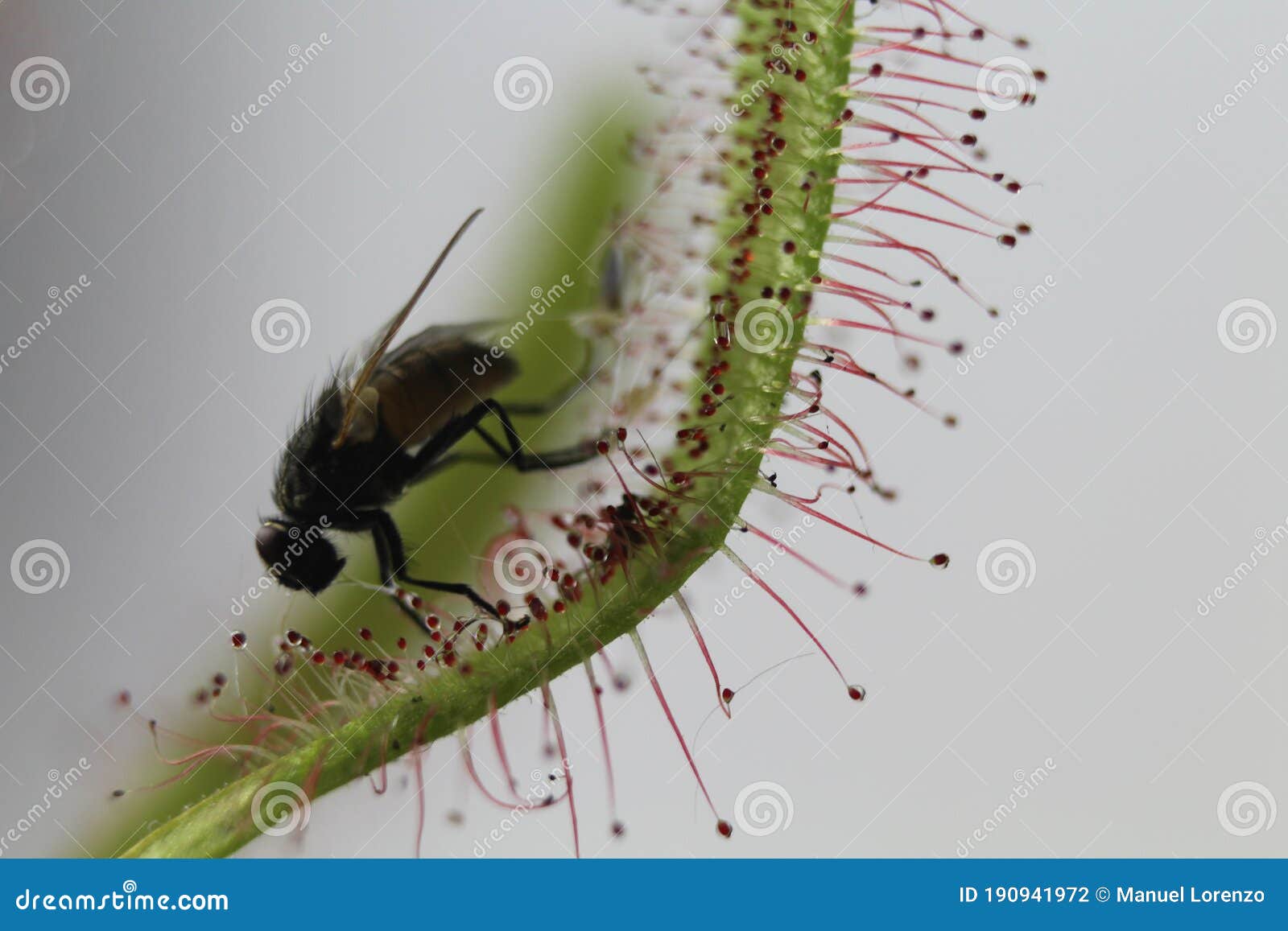 Carnivorous Plant Feeds Insects Fly Trapped Insect Stock Photo - Image ...