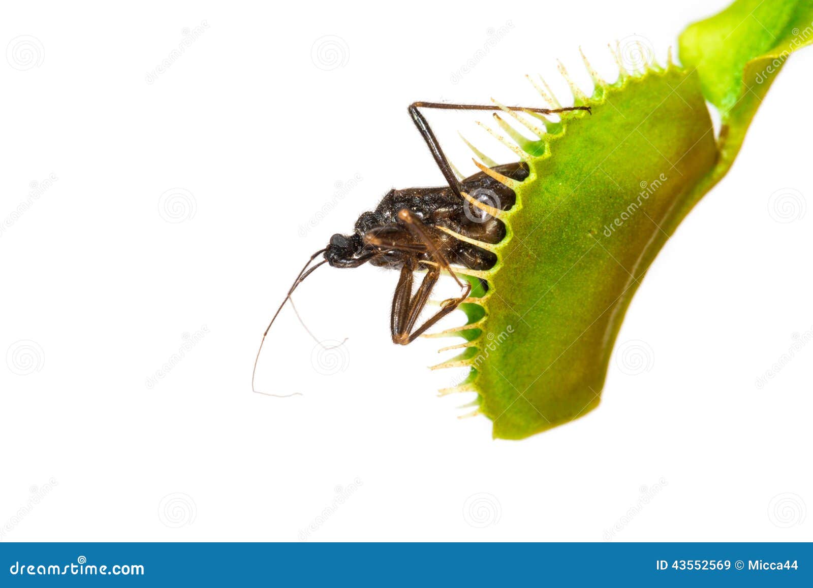 Carnivorous Plant with Insect Stock Image - Image of closeup, isolated ...
