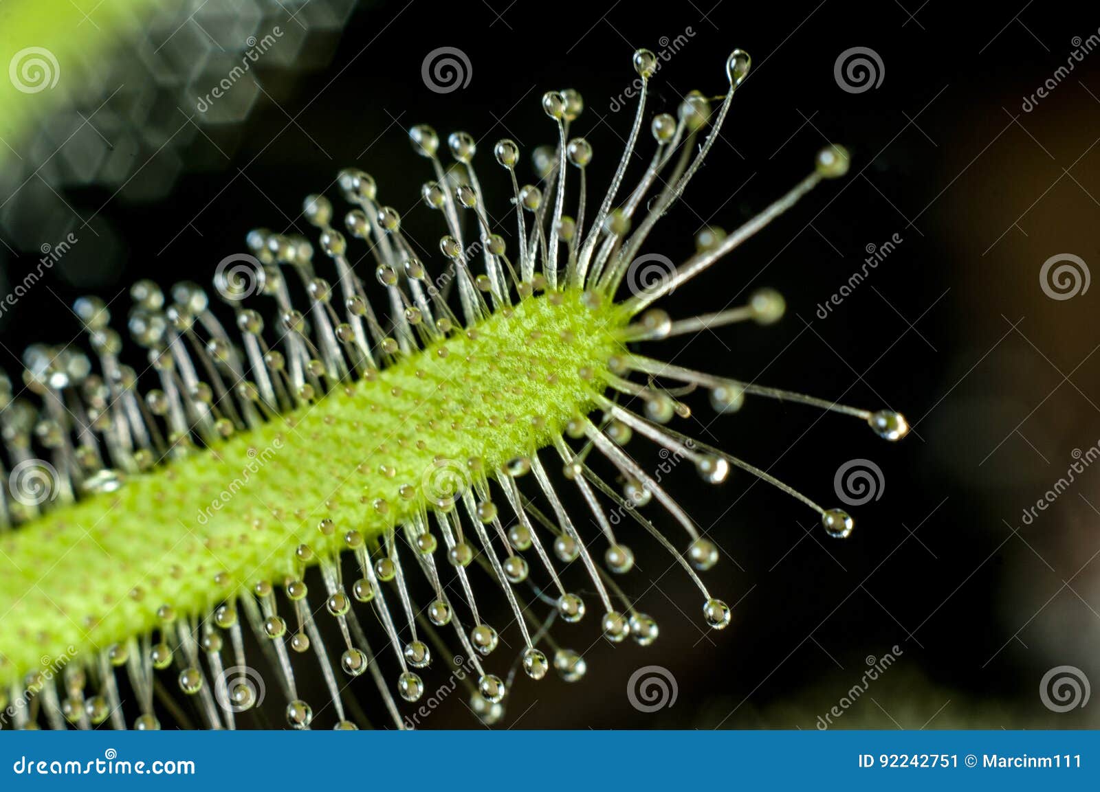 Carnivorous plant. sundew stock image. Image of flower - 92242751