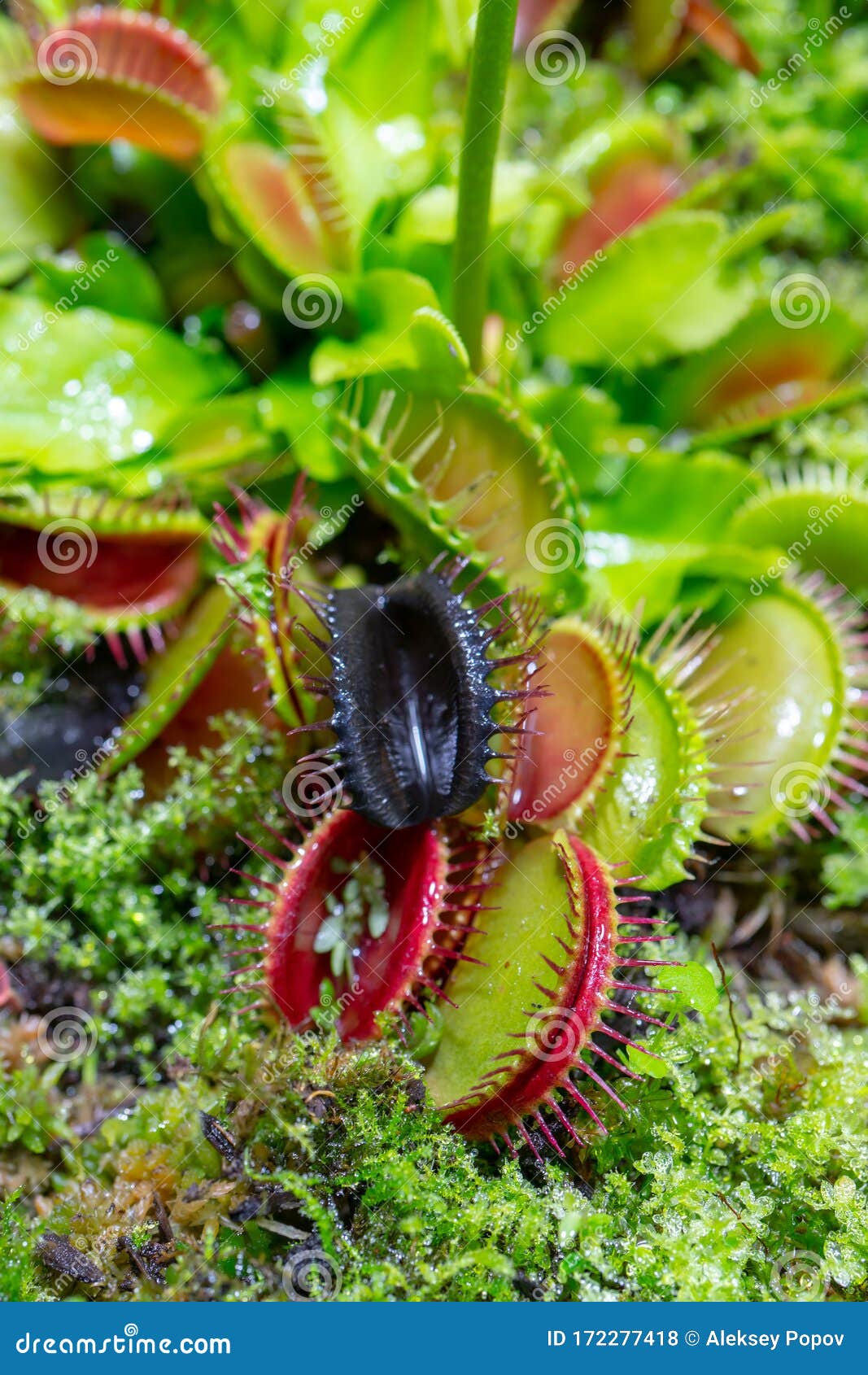 Carnivorous Predatory Plant Venus Flytrap - Dionaea Muscipula Stock ... Carnivorous Predatory Plant Venus Flytrap - Dionaea Muscipula Stock ...