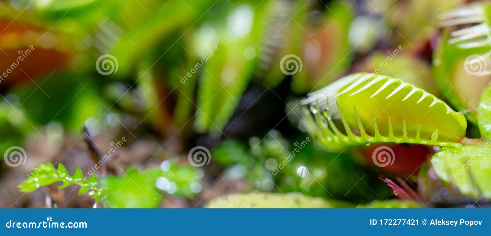 Carnivorous Predatory Plant Venus Flytrap - Dionaea Muscipula Stock ...