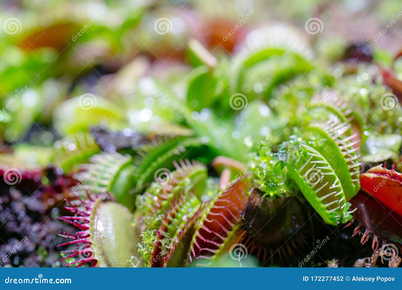 Carnivorous Predatory Plant Venus Flytrap - Dionaea Muscipula Stock ... Carnivorous Predatory Plant Venus Flytrap - Dionaea Muscipula Stock ...