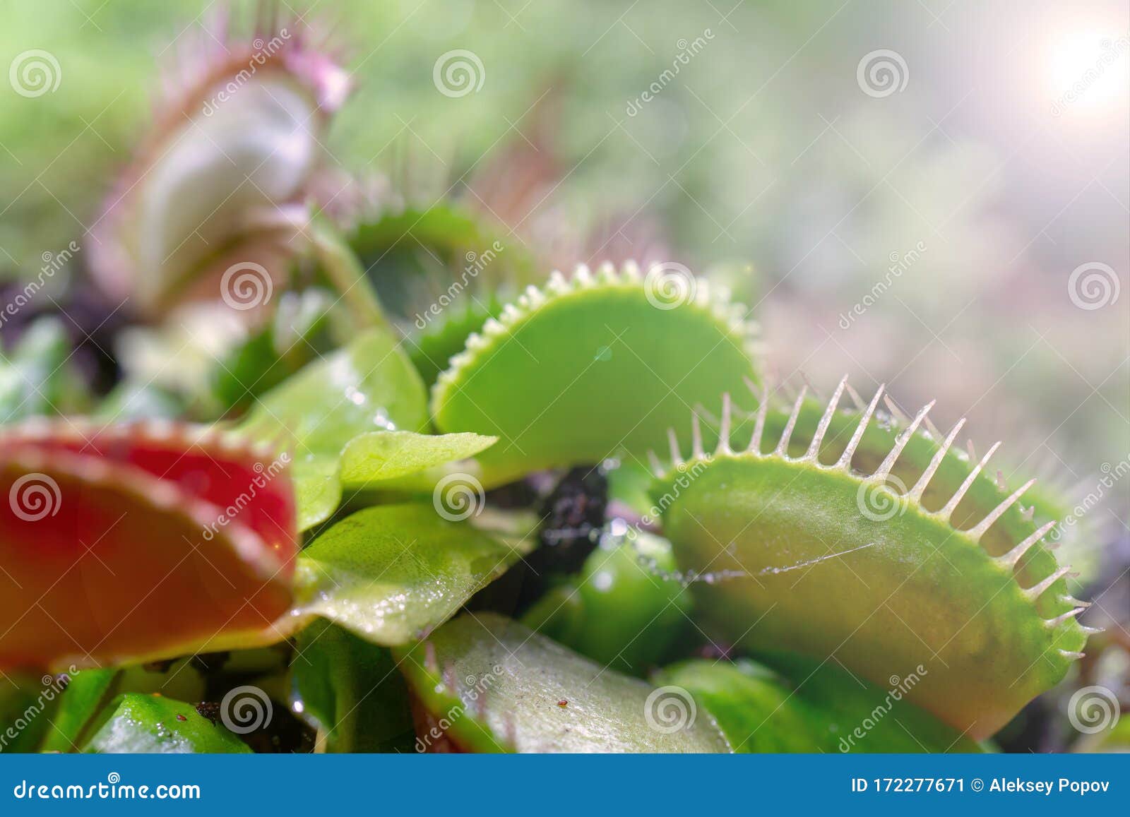 Carnivorous Predatory Plant Venus Flytrap - Dionaea Muscipula Stock ... Carnivorous Predatory Plant Venus Flytrap - Dionaea Muscipula Stock ...