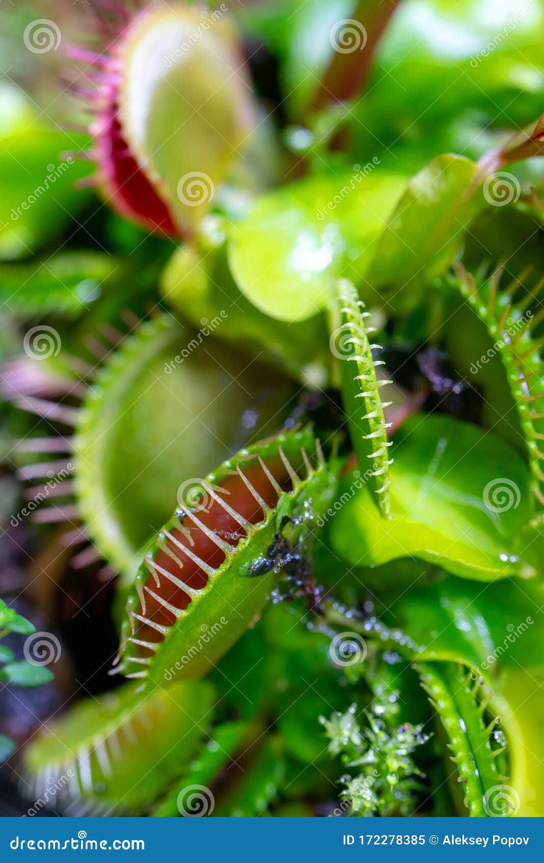 Carnivorous Predatory Plant Venus Flytrap - Dionaea Muscipula Stock ...
