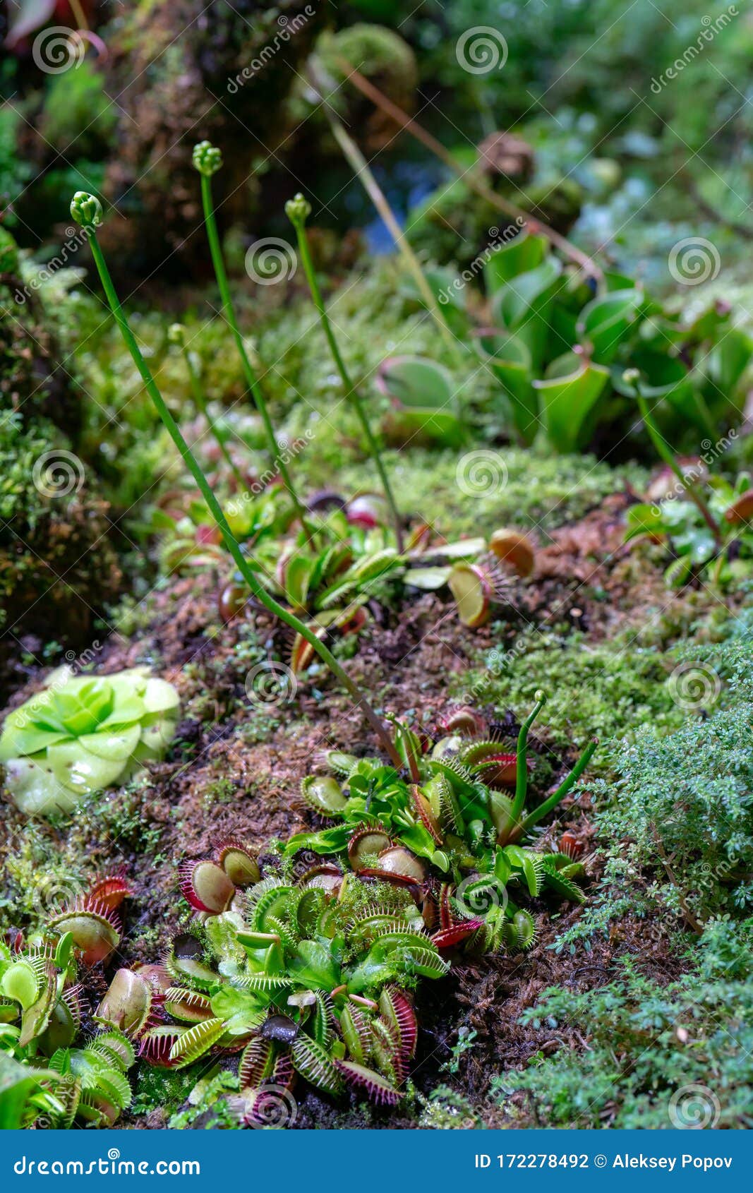 Carnivorous Predatory Plant Venus Flytrap - Dionaea Muscipula Stock ... Carnivorous Predatory Plant Venus Flytrap - Dionaea Muscipula Stock ...