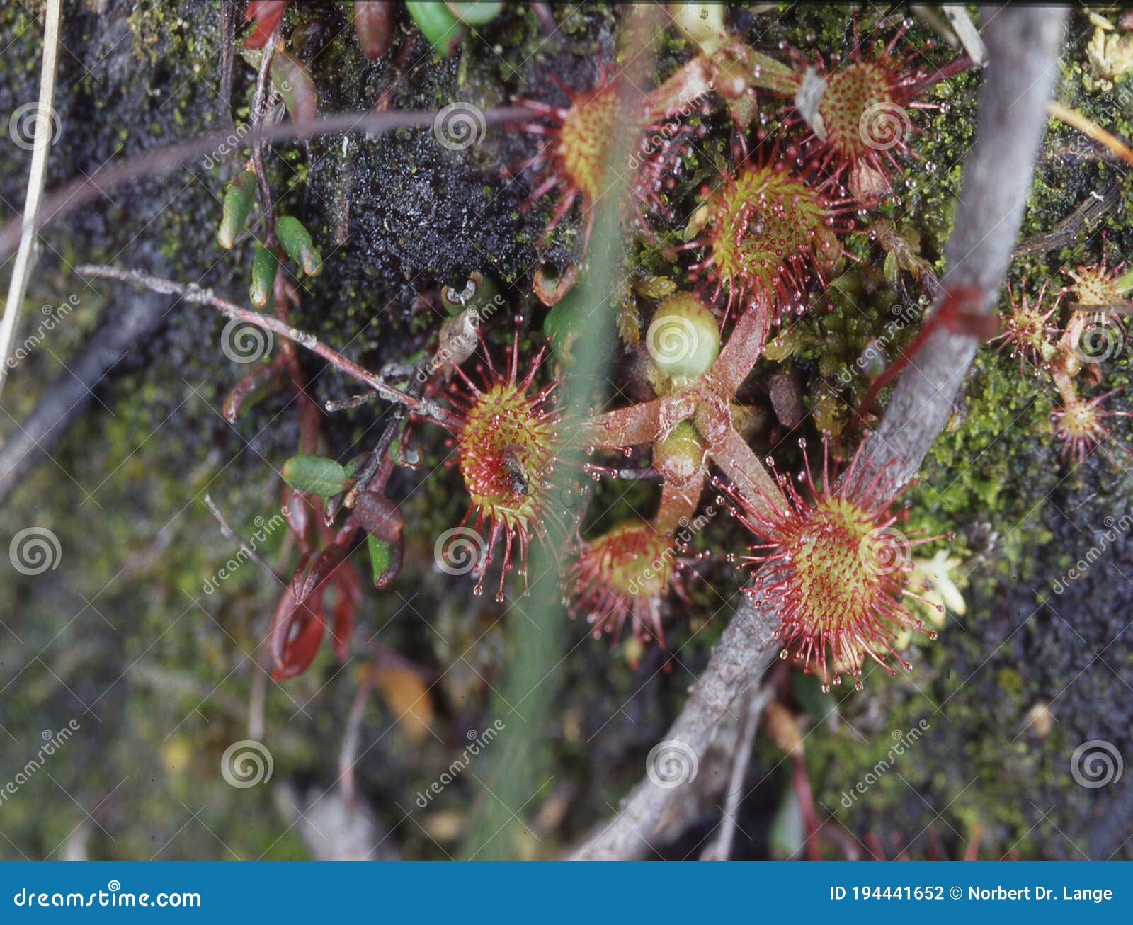 Carnivorous sundew plant stock photo. Image of graceful - 194441652