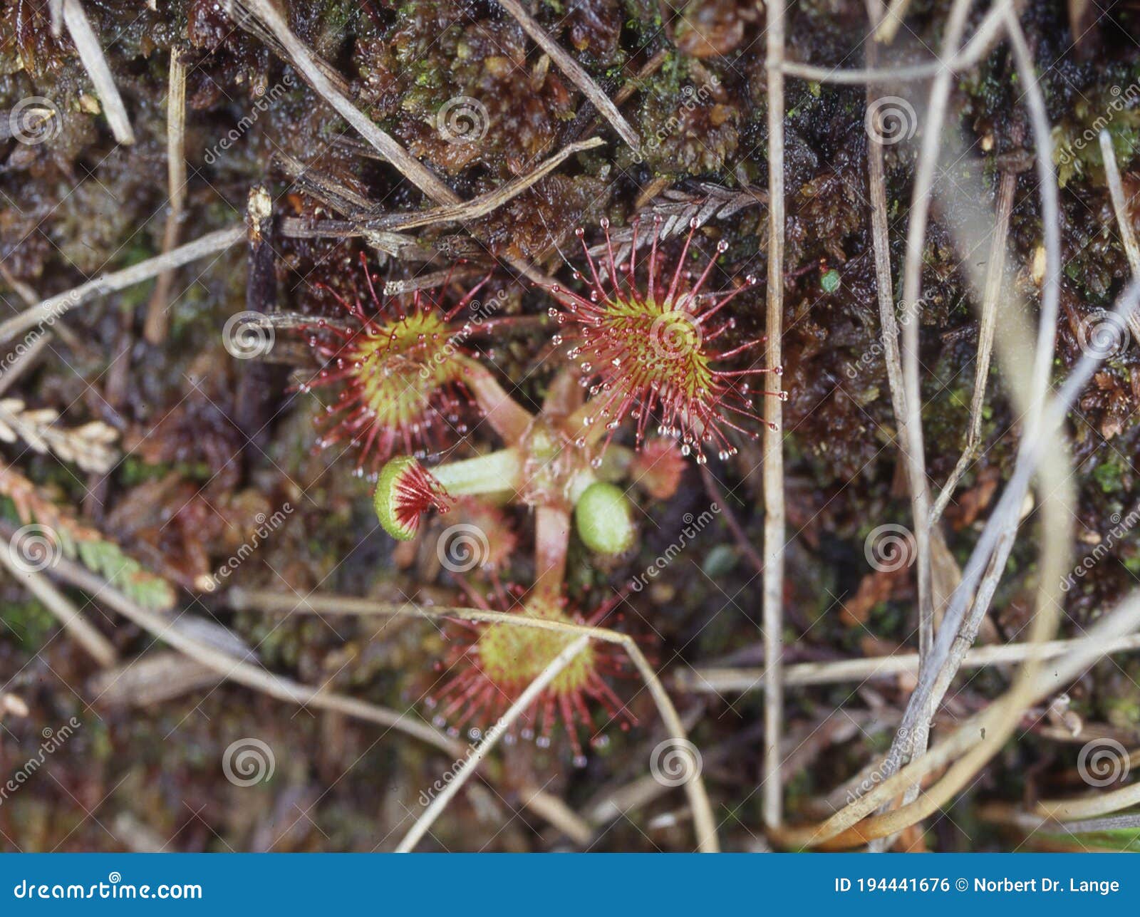 Carnivorous sundew plant stock photo. Image of exotic - 194441676