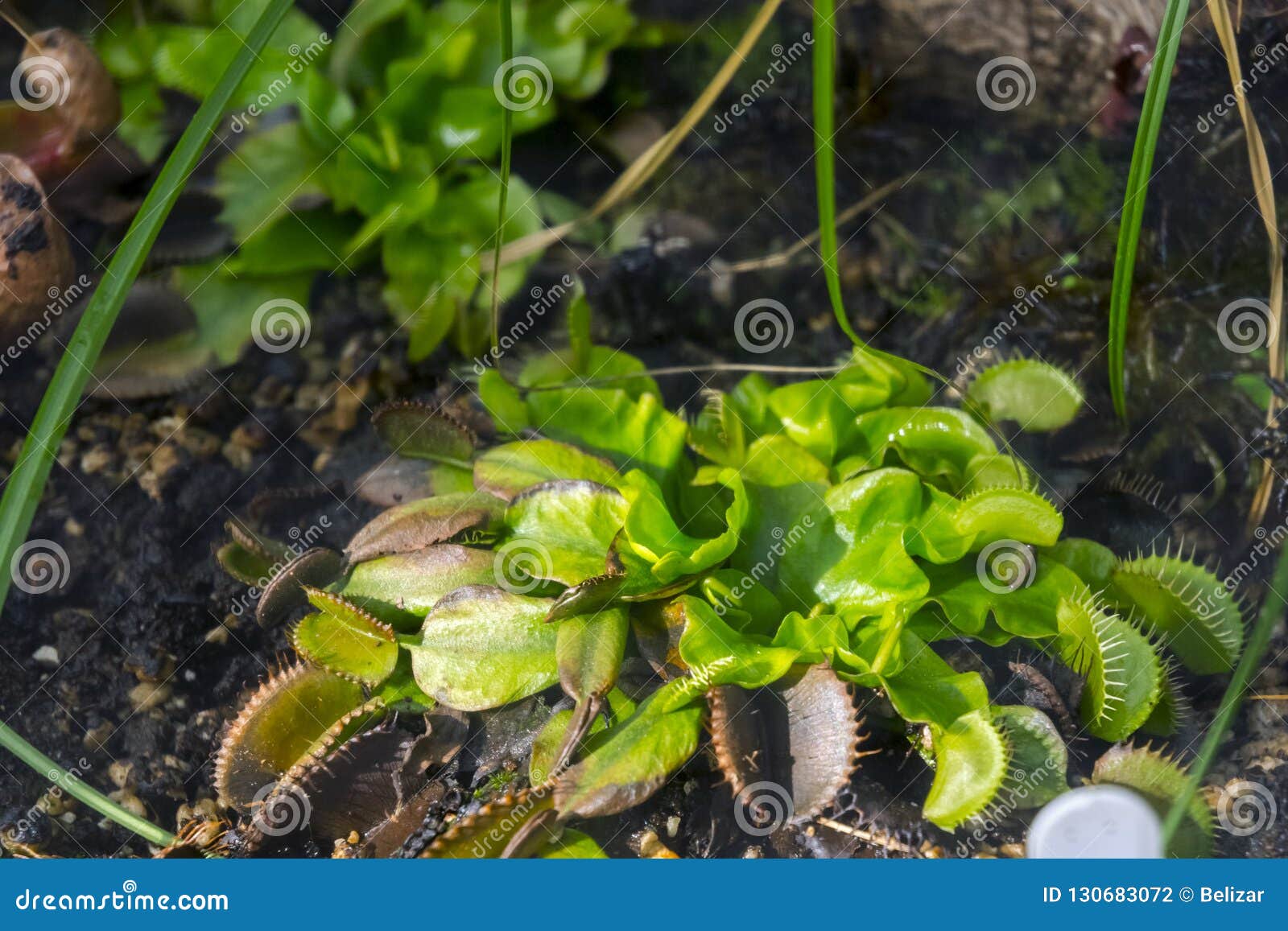 Carnivorous Venus Fly Traps Dionaea Muscipula And Sundews Drosera ...