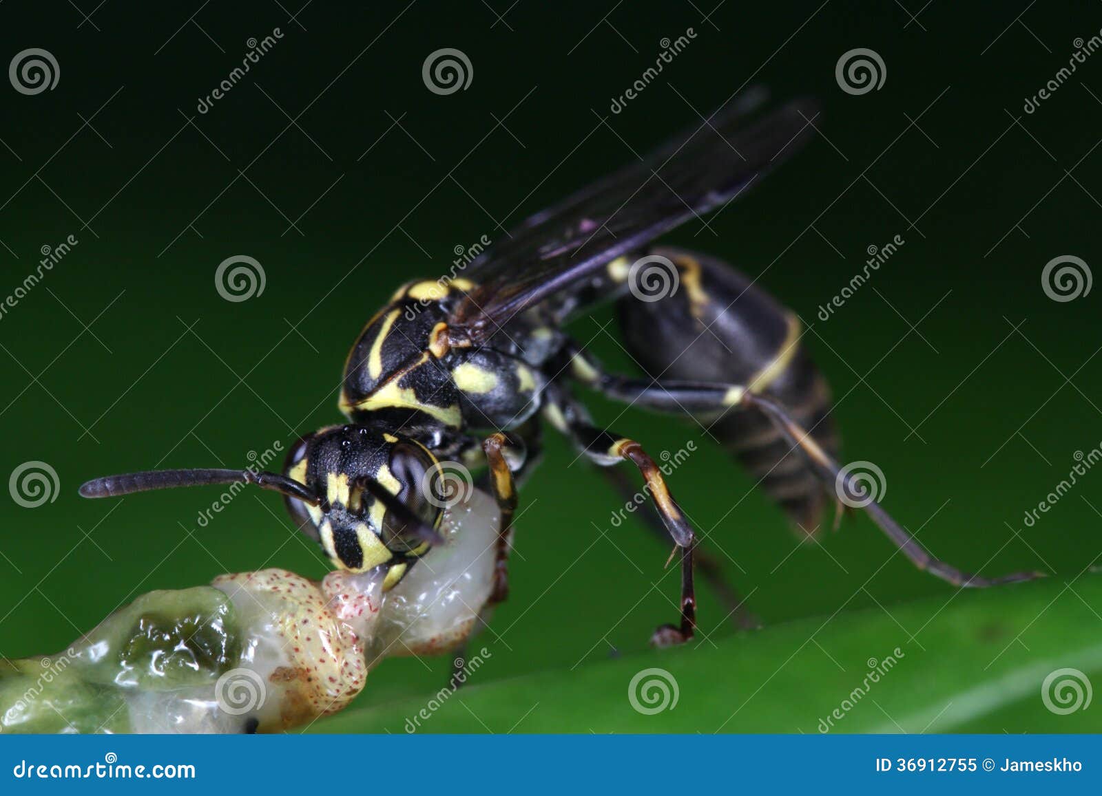Carnivorous Wasp stock image. Image of antenna, mandible - 36912755