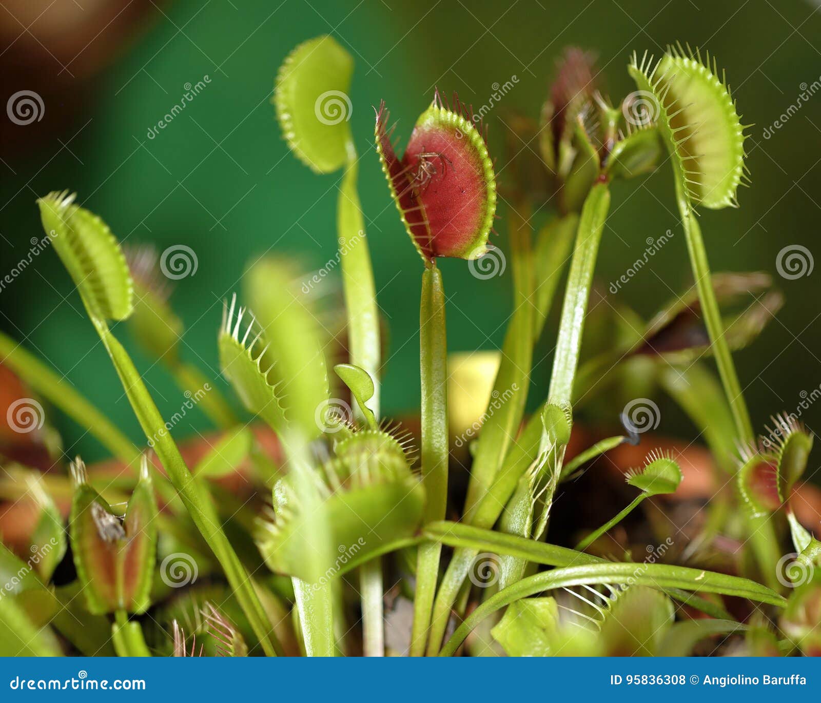 Carnivorus Plant - Dionaea Muscipula Stock Photo - Image of botany ...