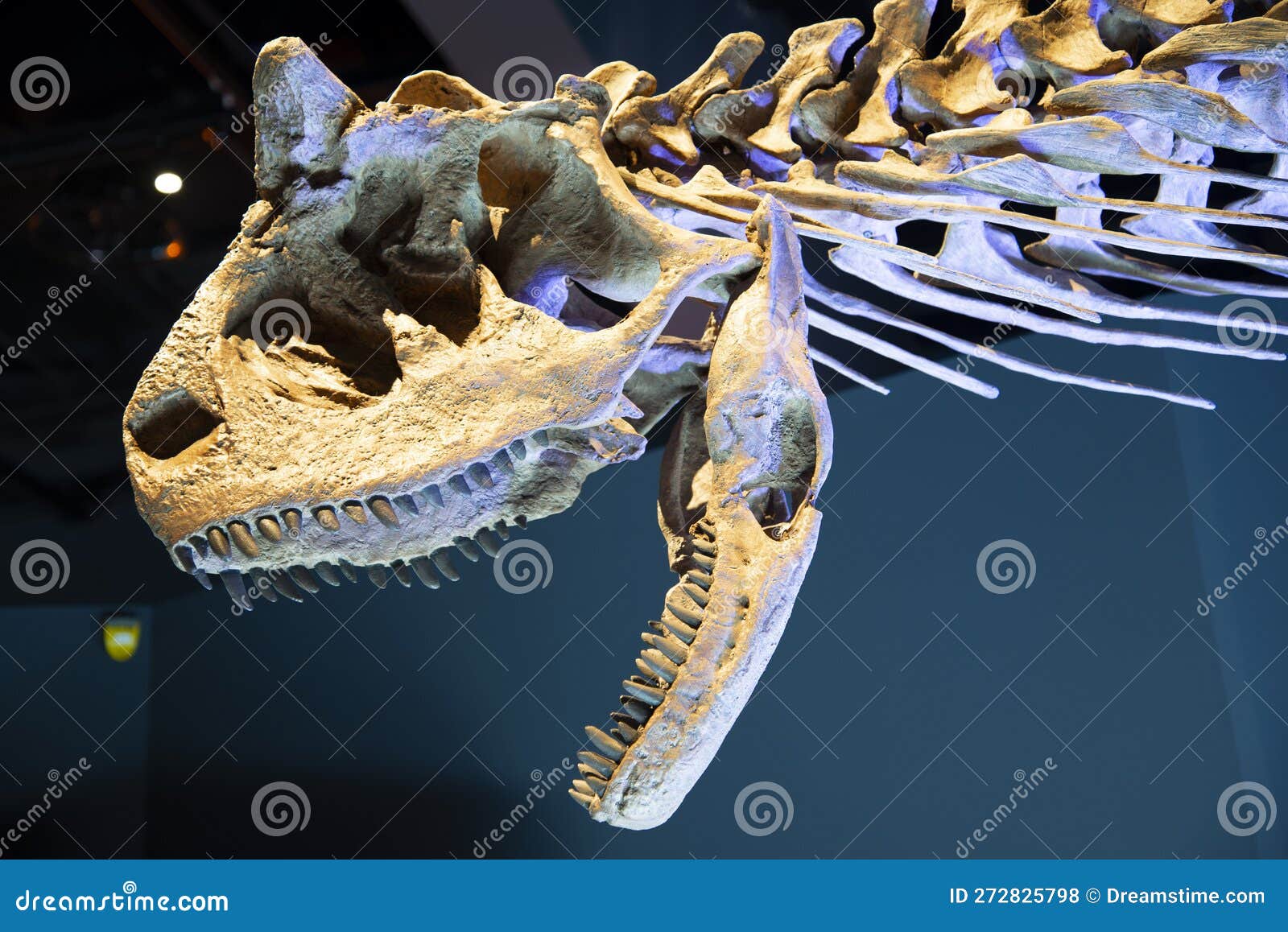 Carnotaurus Dinosaur Skeleton Editorial Stock Photo - Image of bardip ...