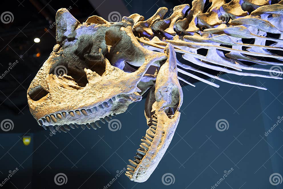 Carnotaurus Dinosaur Skeleton Editorial Stock Photo - Image of bardip ...