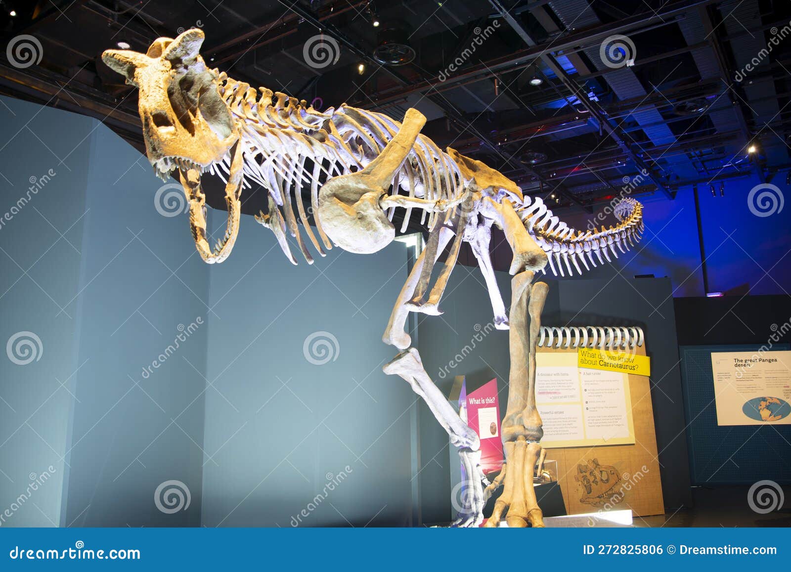 Carnotaurus Skeleton