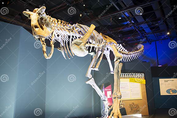 Carnotaurus Dinosaur Skeleton Editorial Photo - Image of juan, science ...