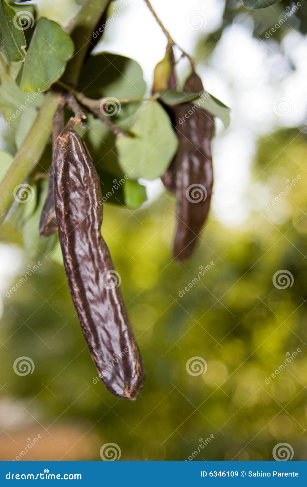 Carob stock image. Image of carob, horse, ancien, farm - 6346109