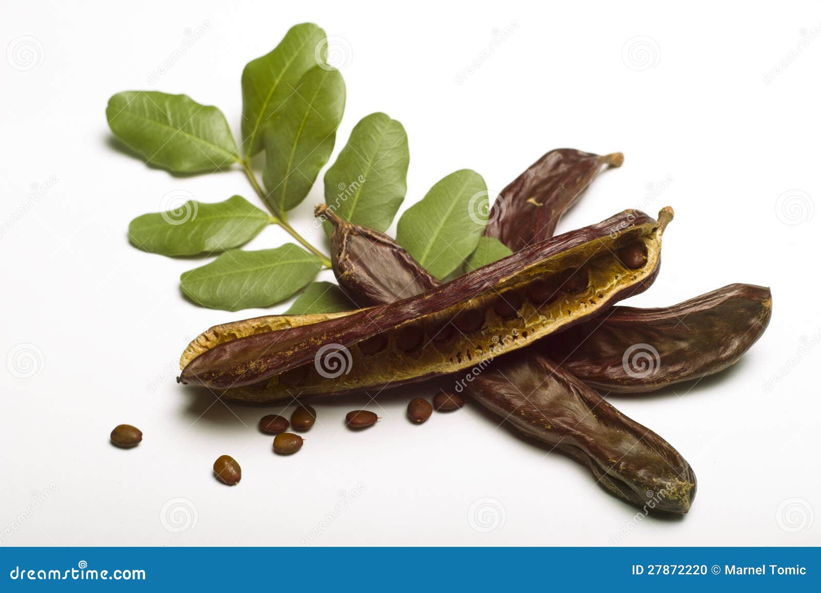 Carob (Ceratonia Siliqua) with Leaf Stock Photo - Image of seeds, still ...