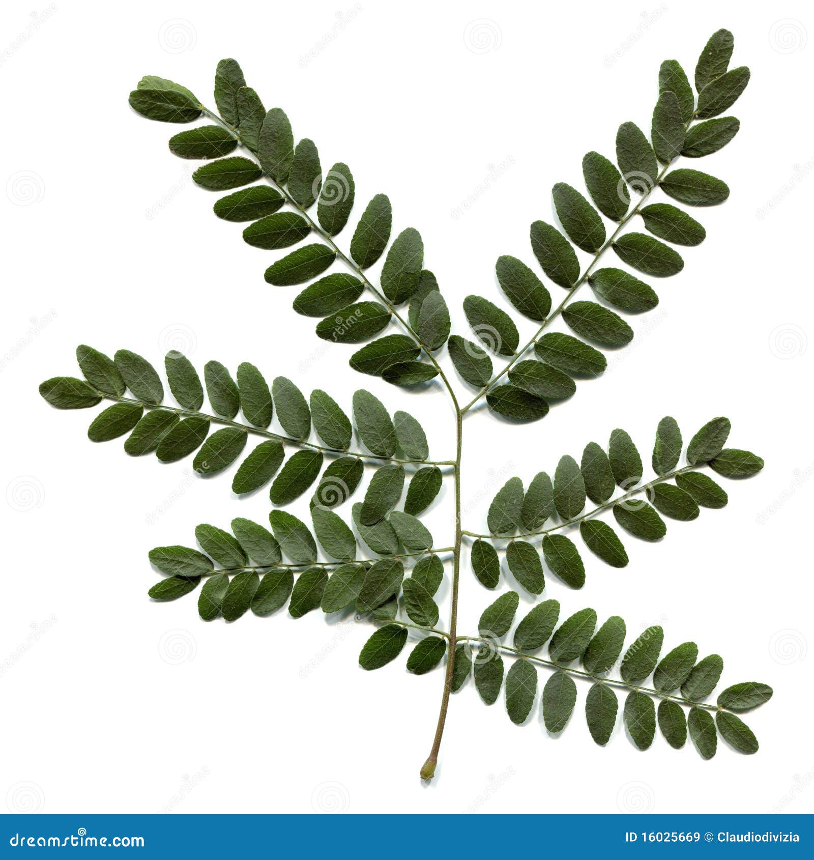 Carob leaf stock image. Image of white, green, side, vegetation - 16025669