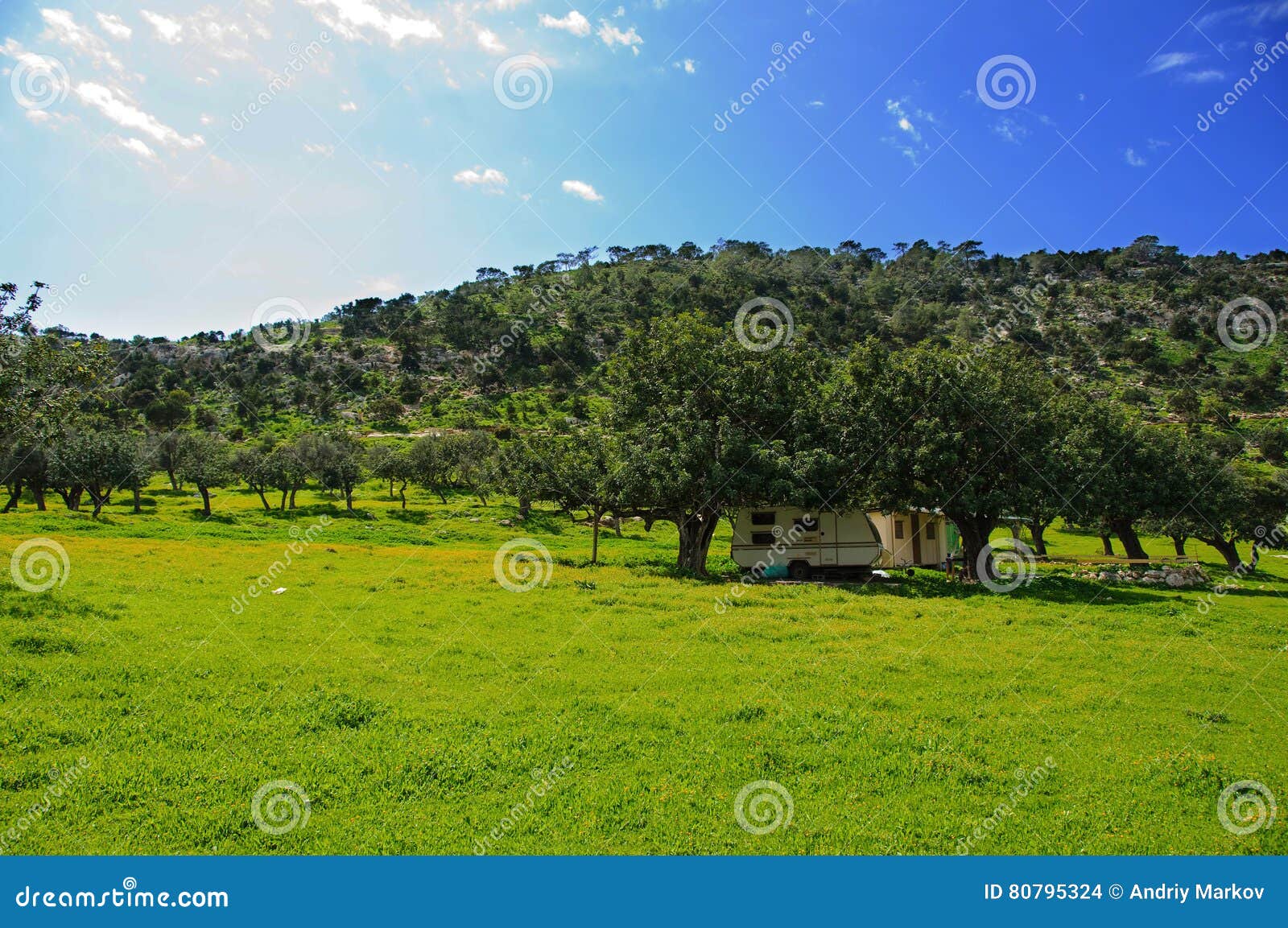 Carob meadow in the Akamas stock photo. Image of hill - 80795324