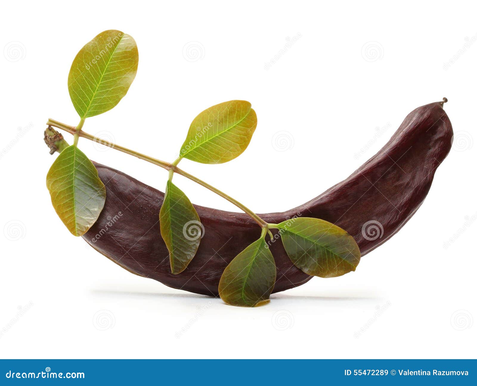 Carob pod isolated stock image. Image of sugar, grain - 55472289