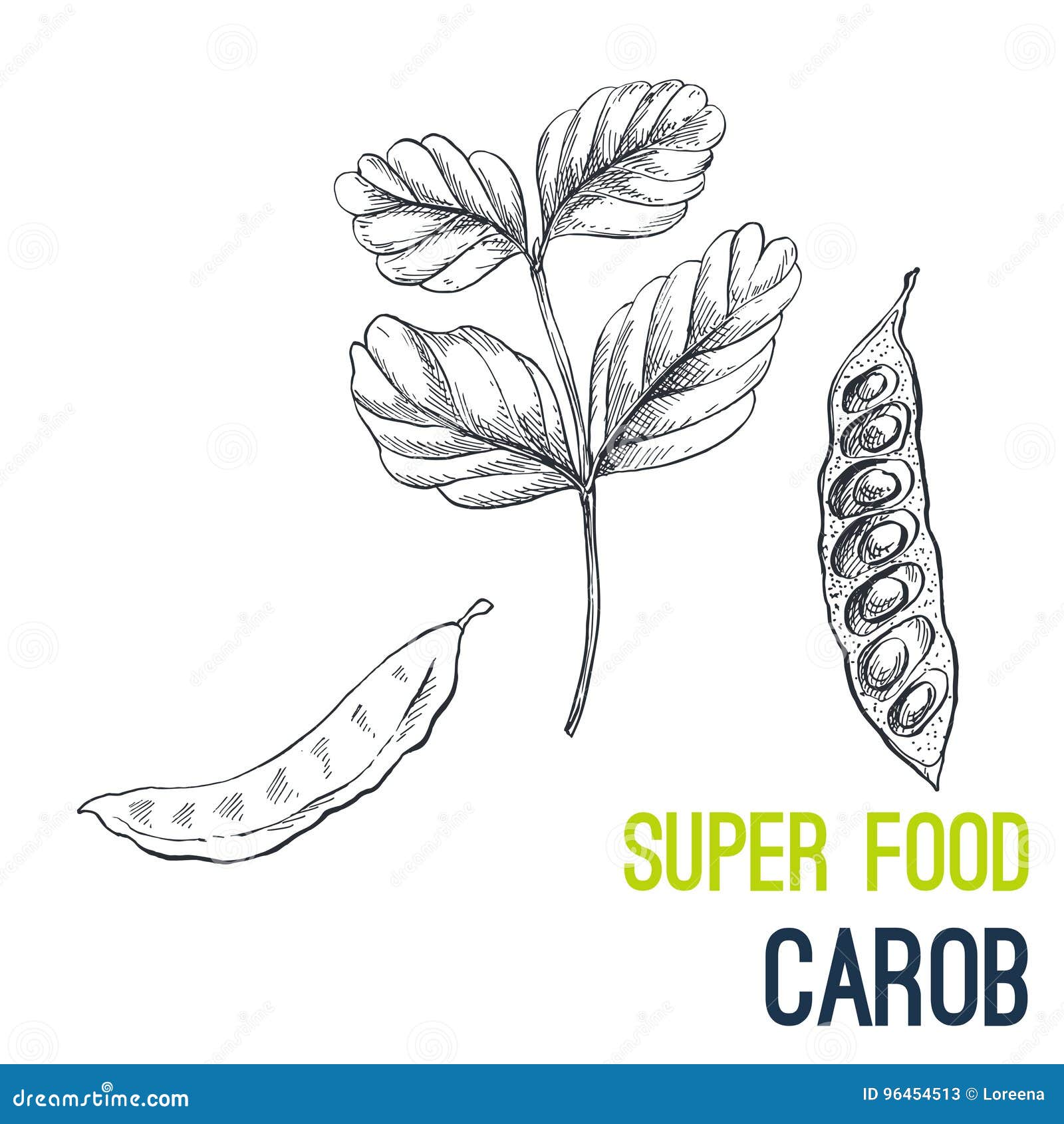 Carob Sketch, Vector Set. Carob Fruits, Pods With Grains, On A Branch ...
