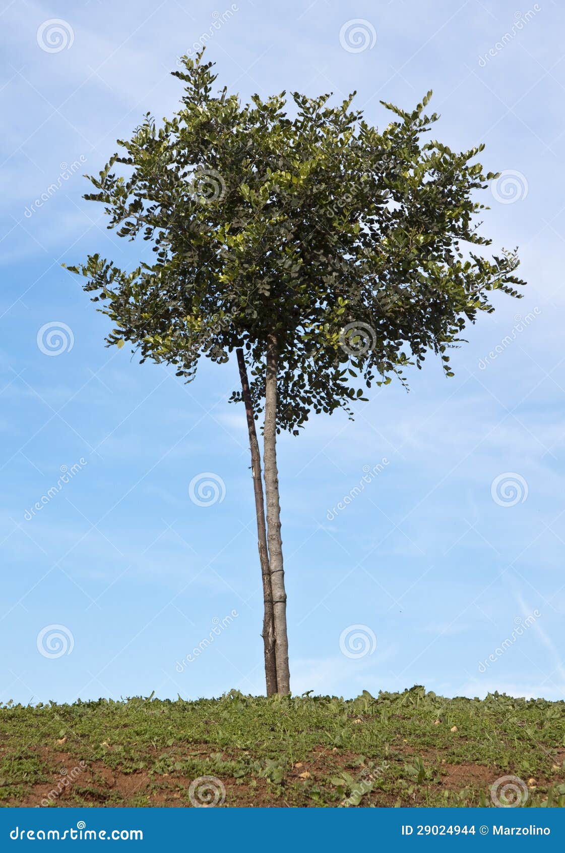 Carob tree stock photo. Image of tree, stake, leguminous - 29024944