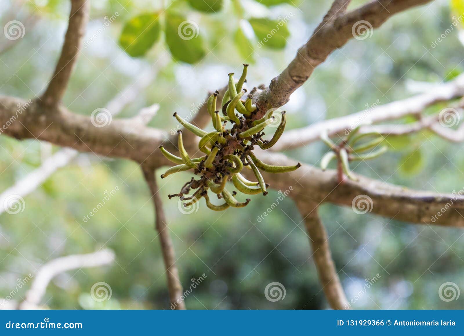 Carob tree branch stock photo. Image of beautiful, island - 131929366