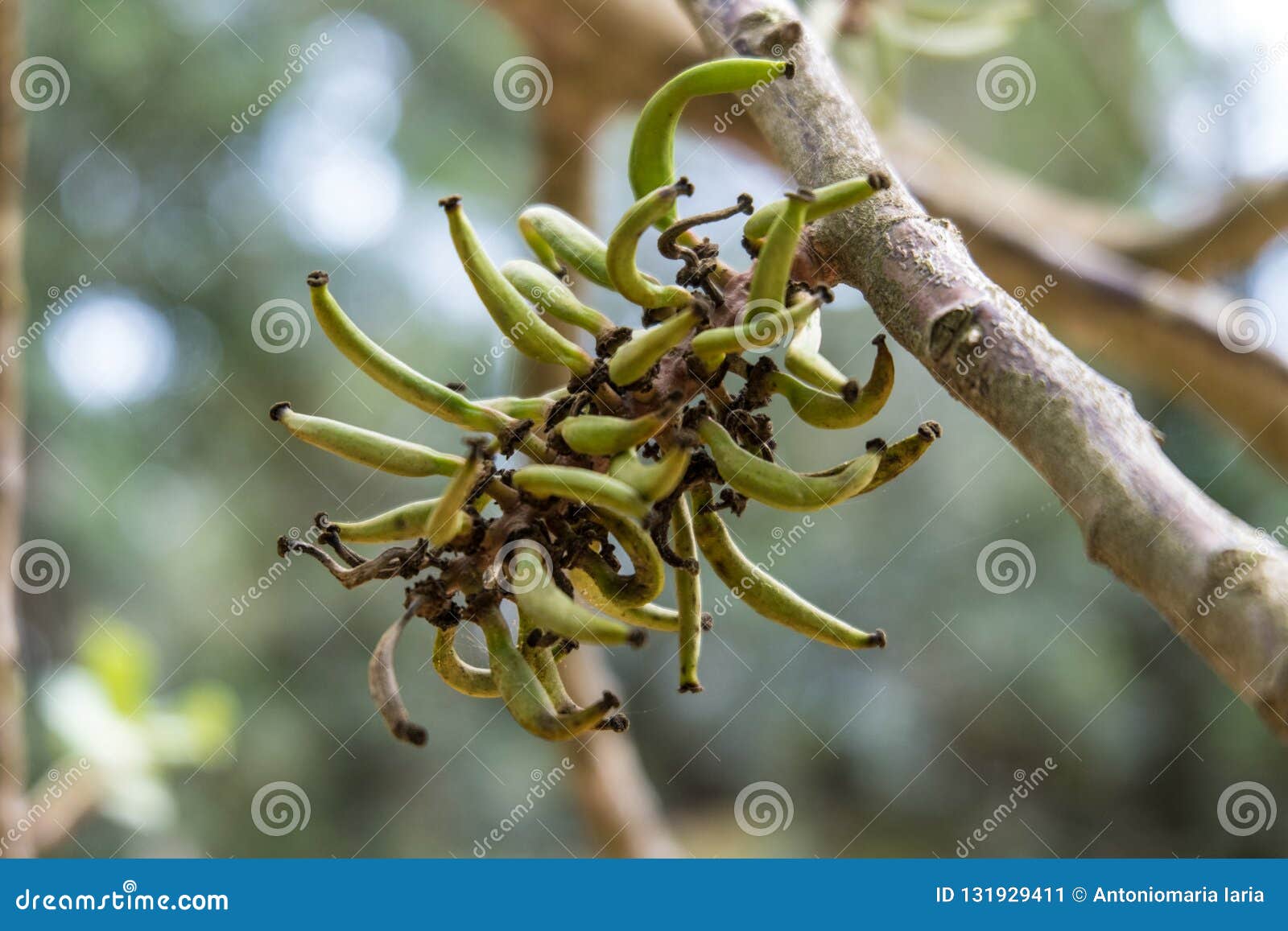Carob tree branch stock image. Image of flora, cagliari - 131929411