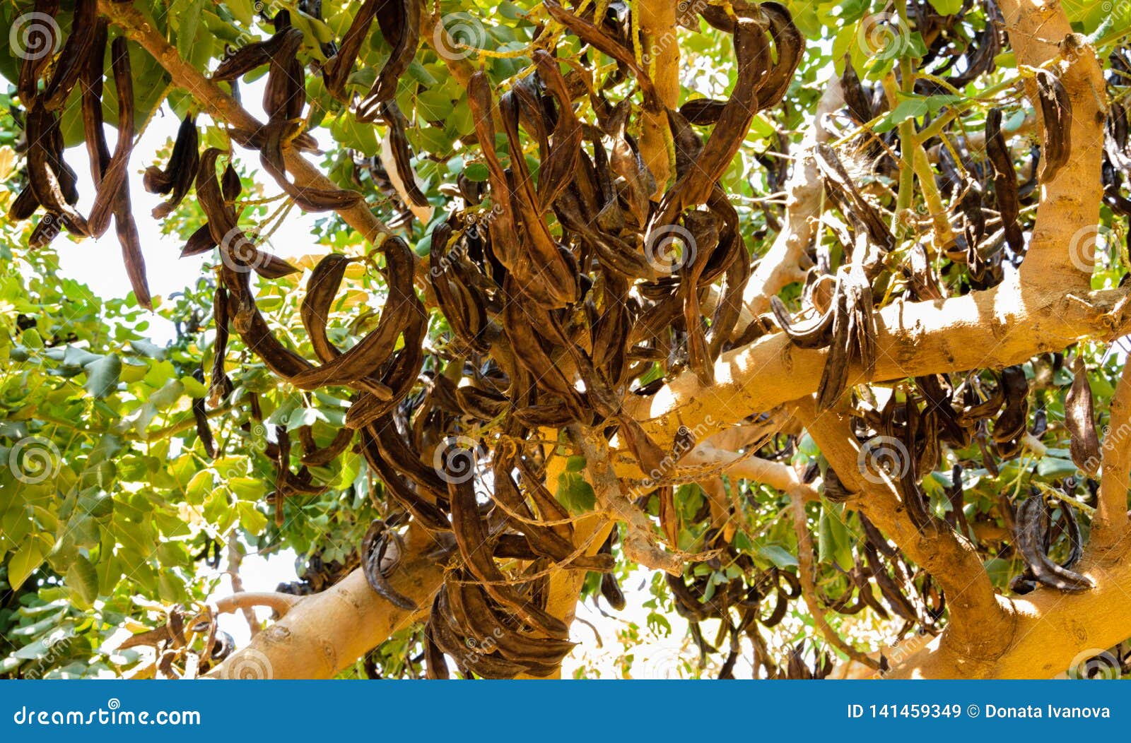 Carob Tree with Carobs in Summer Day Stock Image - Image of agriculture ...