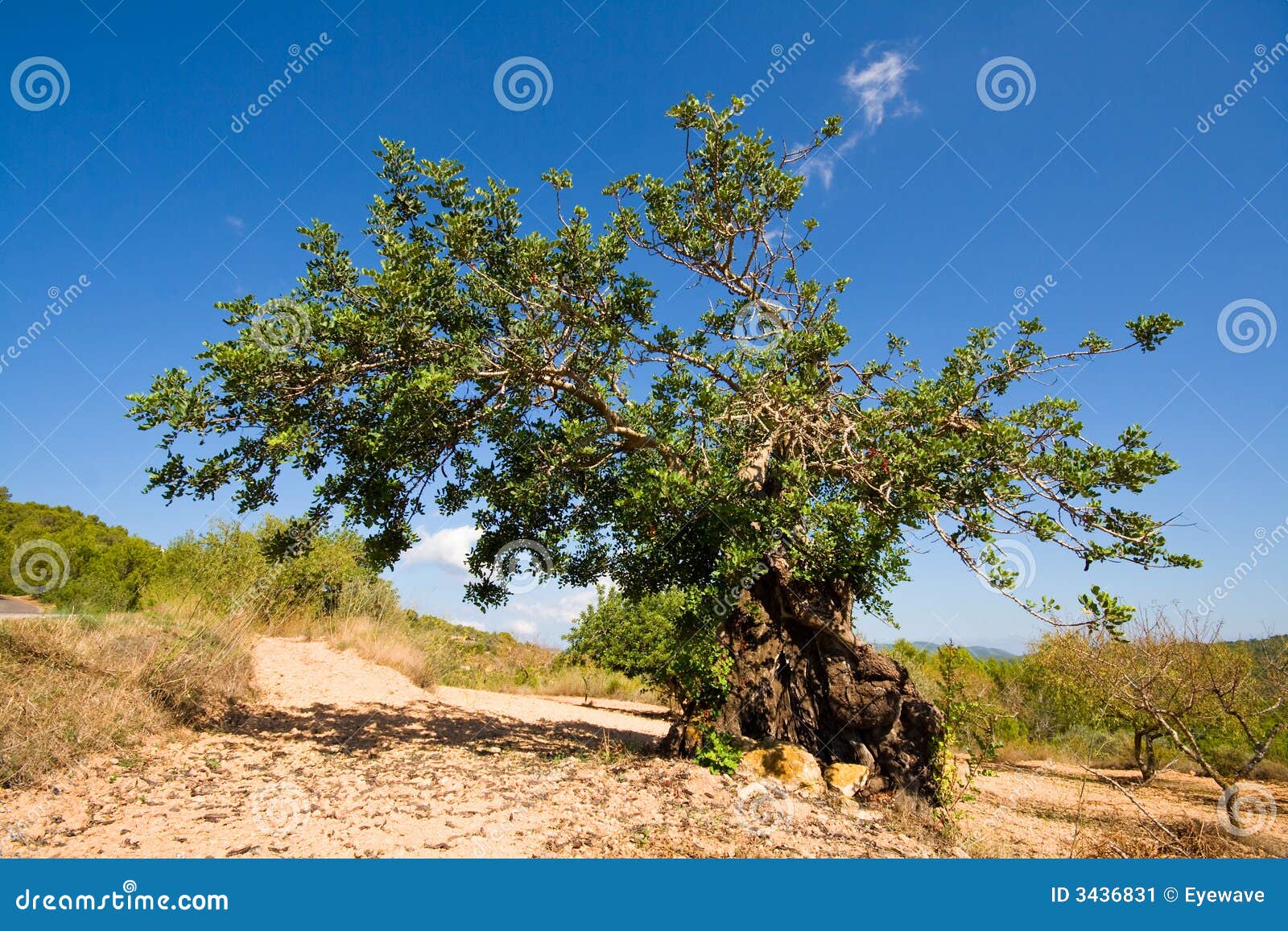 Carob tree, Ibiza stock image. Image of ibiza, field, mediterranean ...