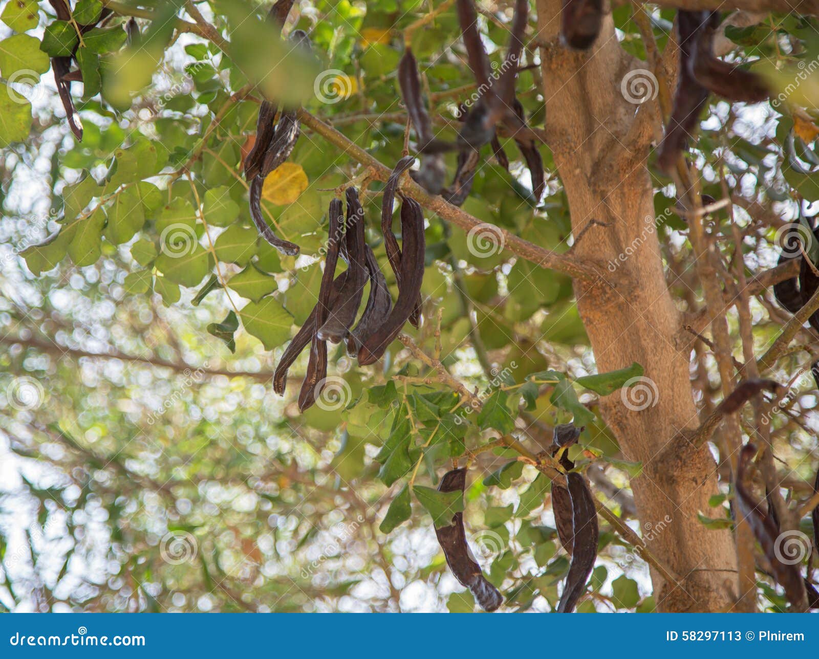 Carob tree stock image. Image of diet, legumes, mediterranean - 58297113