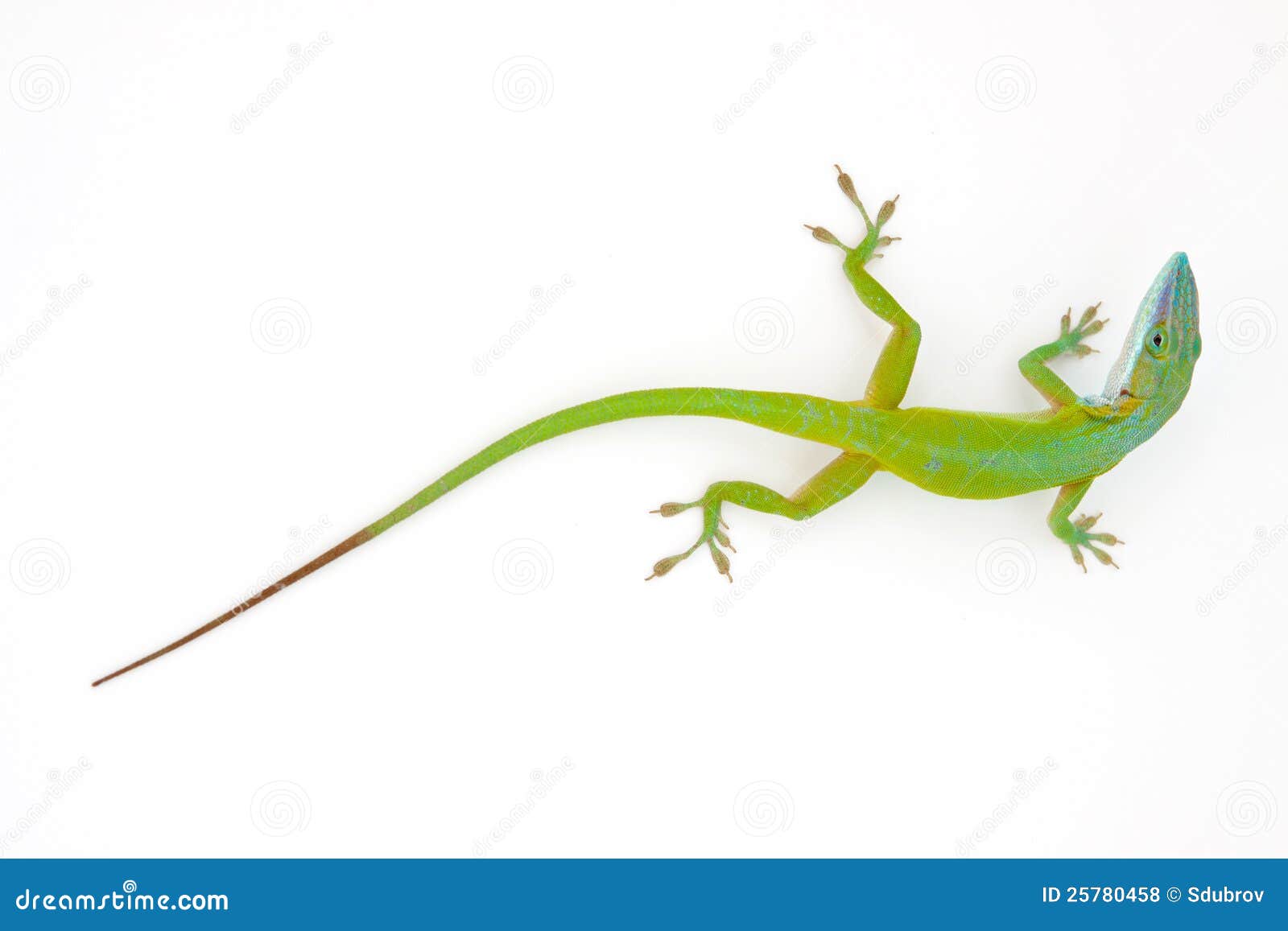Carolina Anole (Anolis Carolinensis) Stock Photo - Image of fauna ...