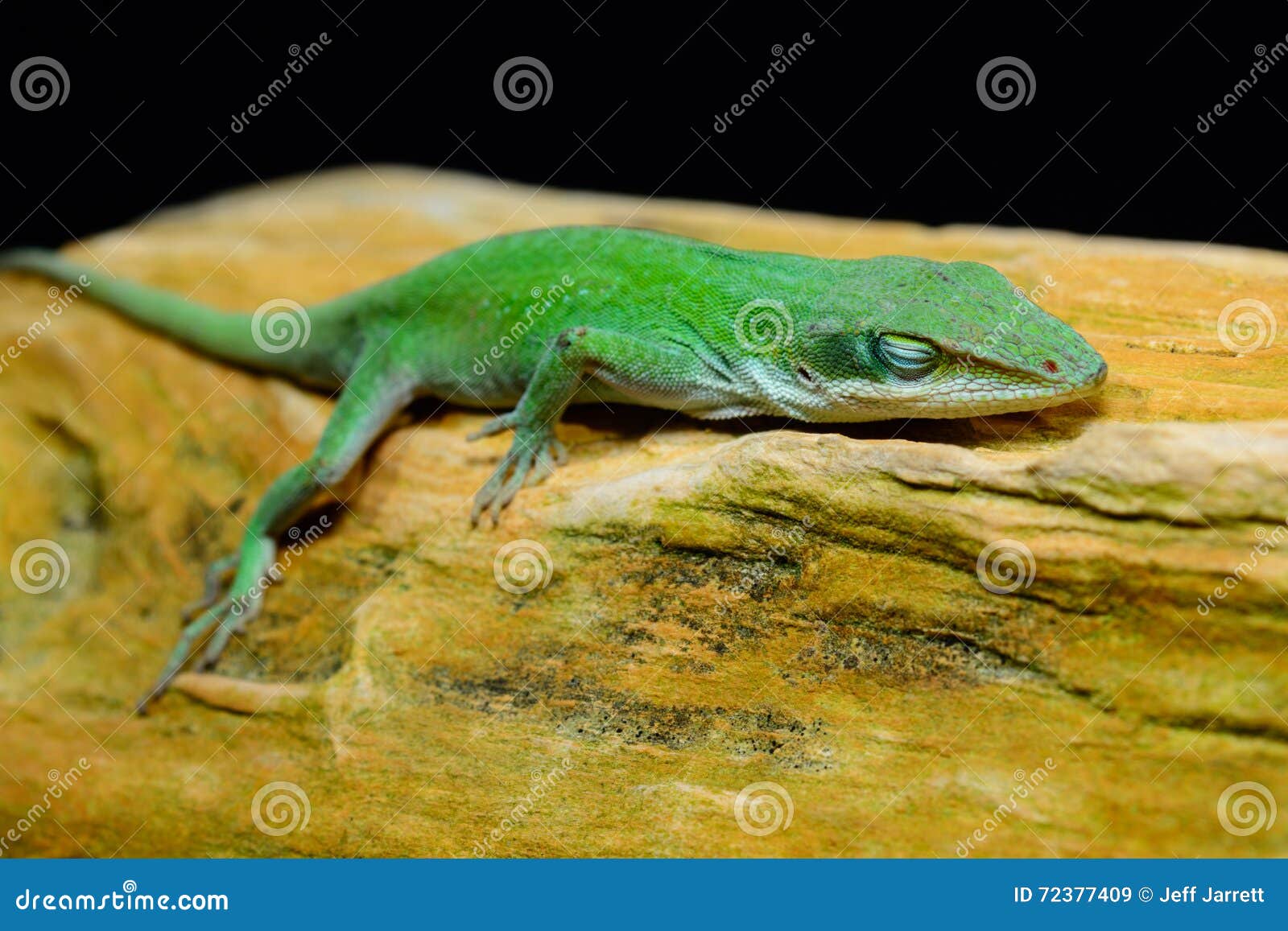 Carolina Anole (Anolis Carolinensis) Sleeping on Rock, Black Background ...