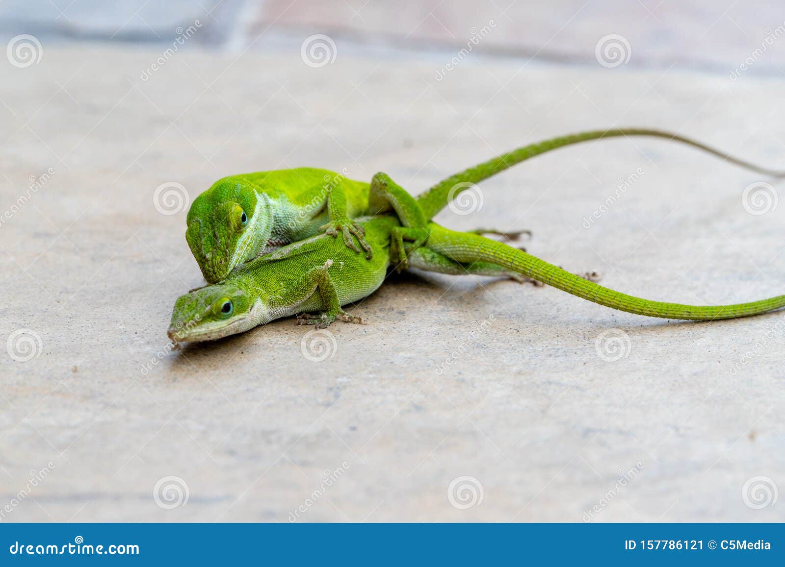 Carolina Anole, or Green Lizards, Mating Stock Image - Image of animals ...