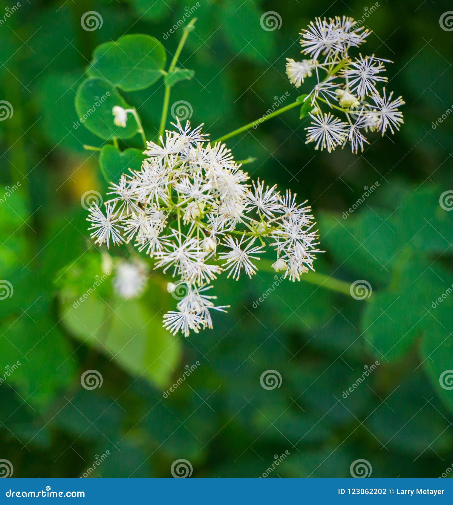 Bugbane Plant Stock Photos - Free & Royalty-Free Stock Photos from ...