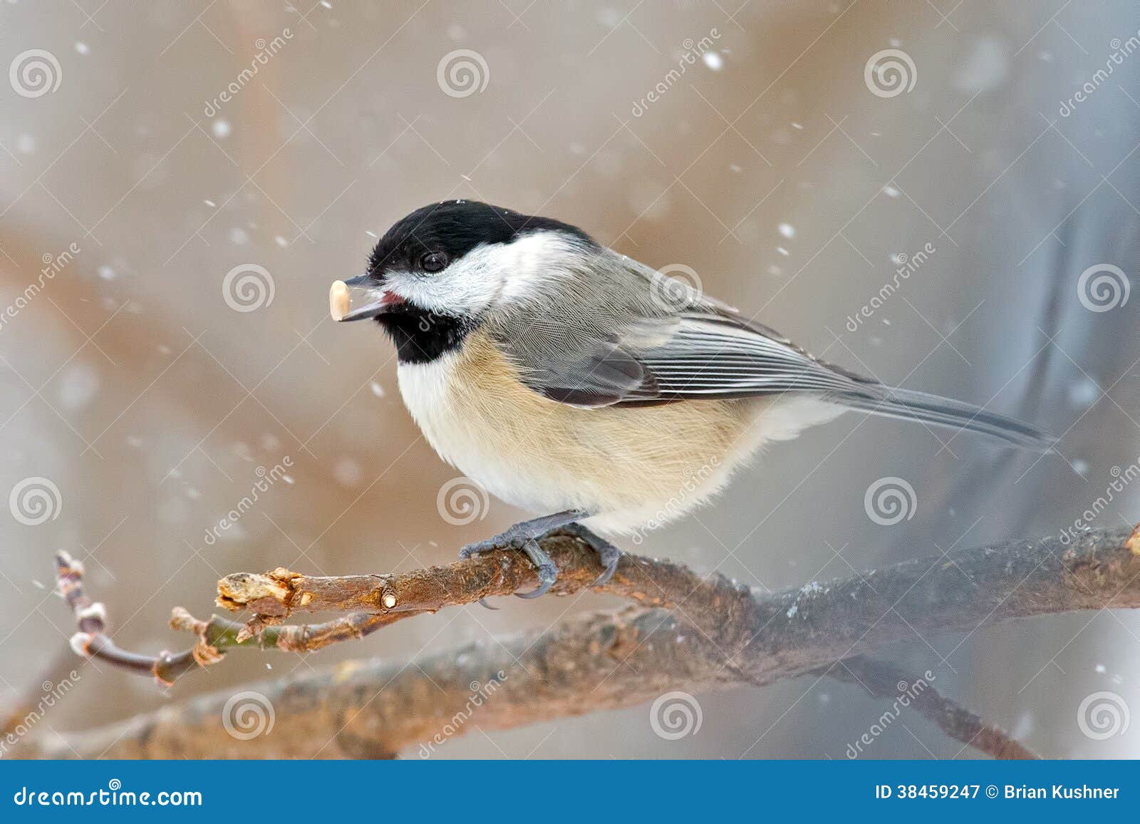 Carolina Chickadee stock image. Image of animal, birds - 38459247