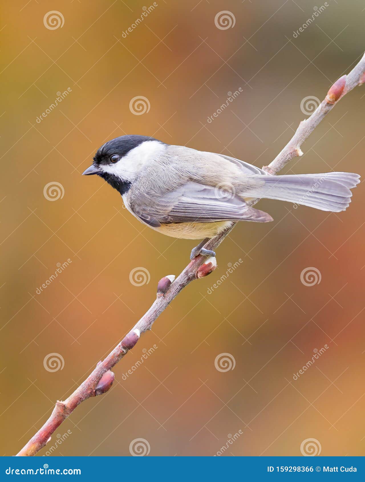 Carolina Chickadee in Autumn Stock Photo - Image of birds, north: 159298366