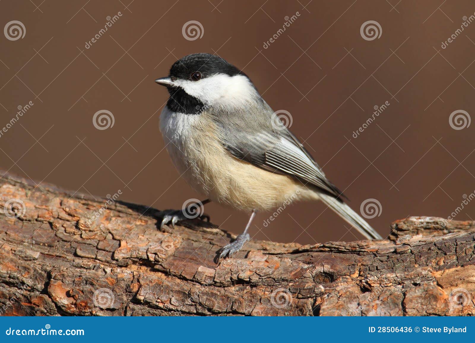 Carolina Chickadee on a Branch Stock Photo - Image of birds, nature ...