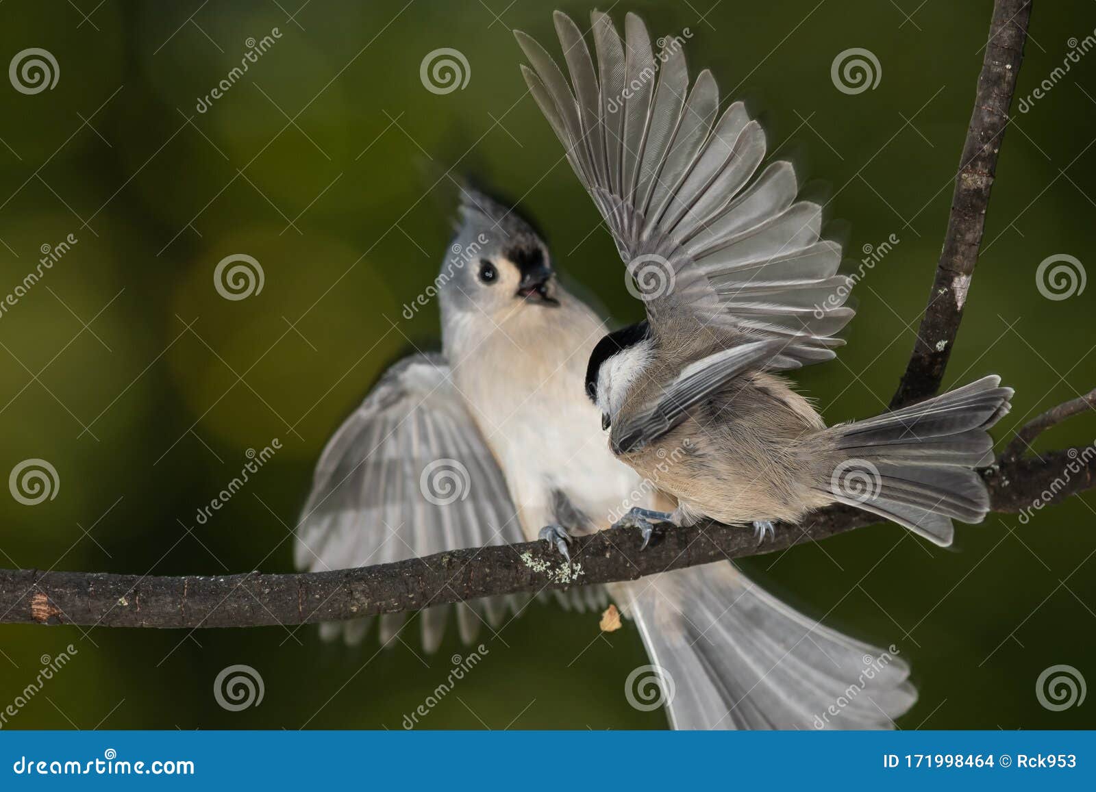 Carolina Chickadee Confronting a Startled Tufted Titmouse Stock Photo ...