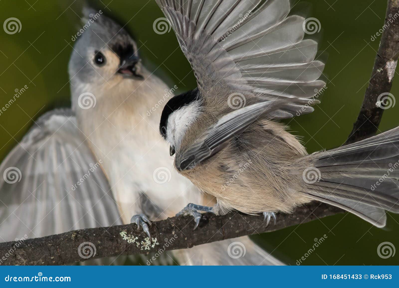 Carolina Chickadee Confronting a Startled Tufted Titmouse Stock Image ...