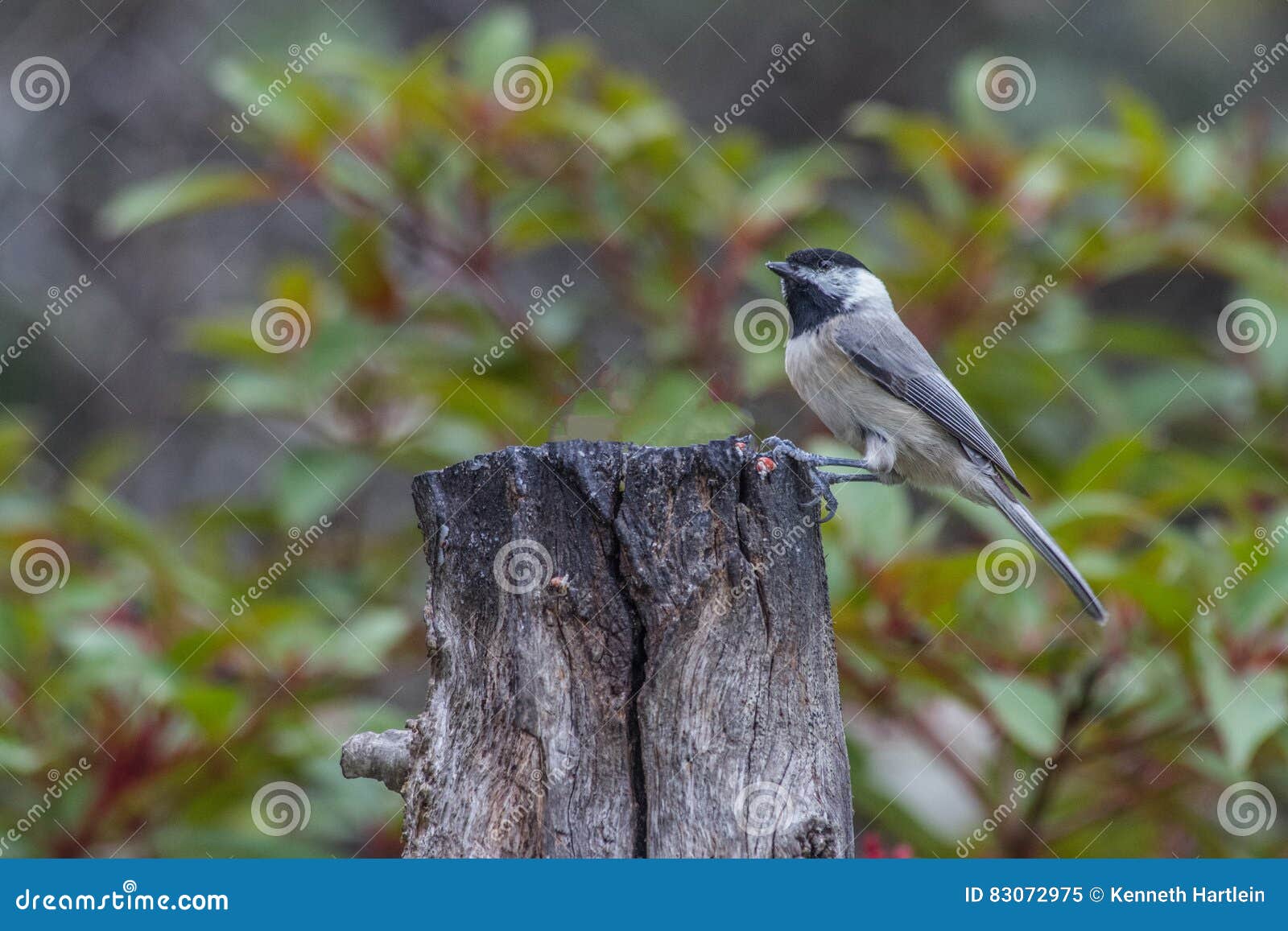 Carolina Chickadee stock image. Image of chickadee, song - 83072975