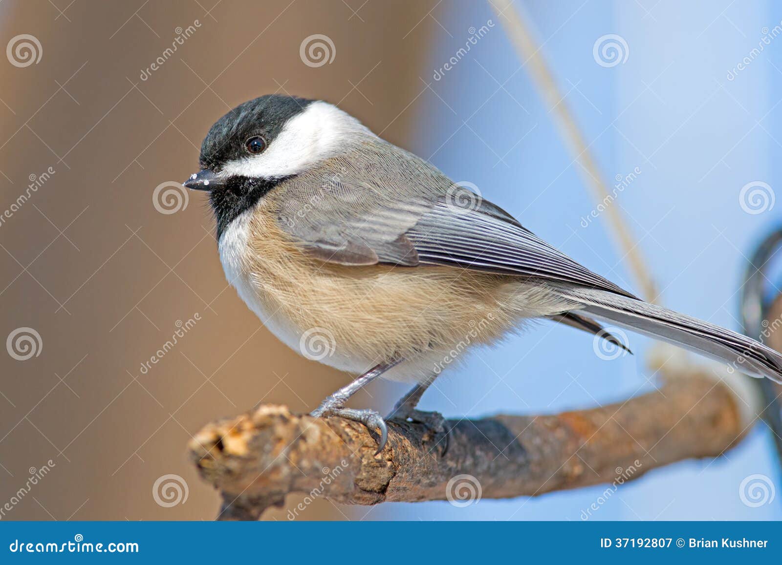 Carolina Chickadee stock image. Image of bird, colors - 37192807