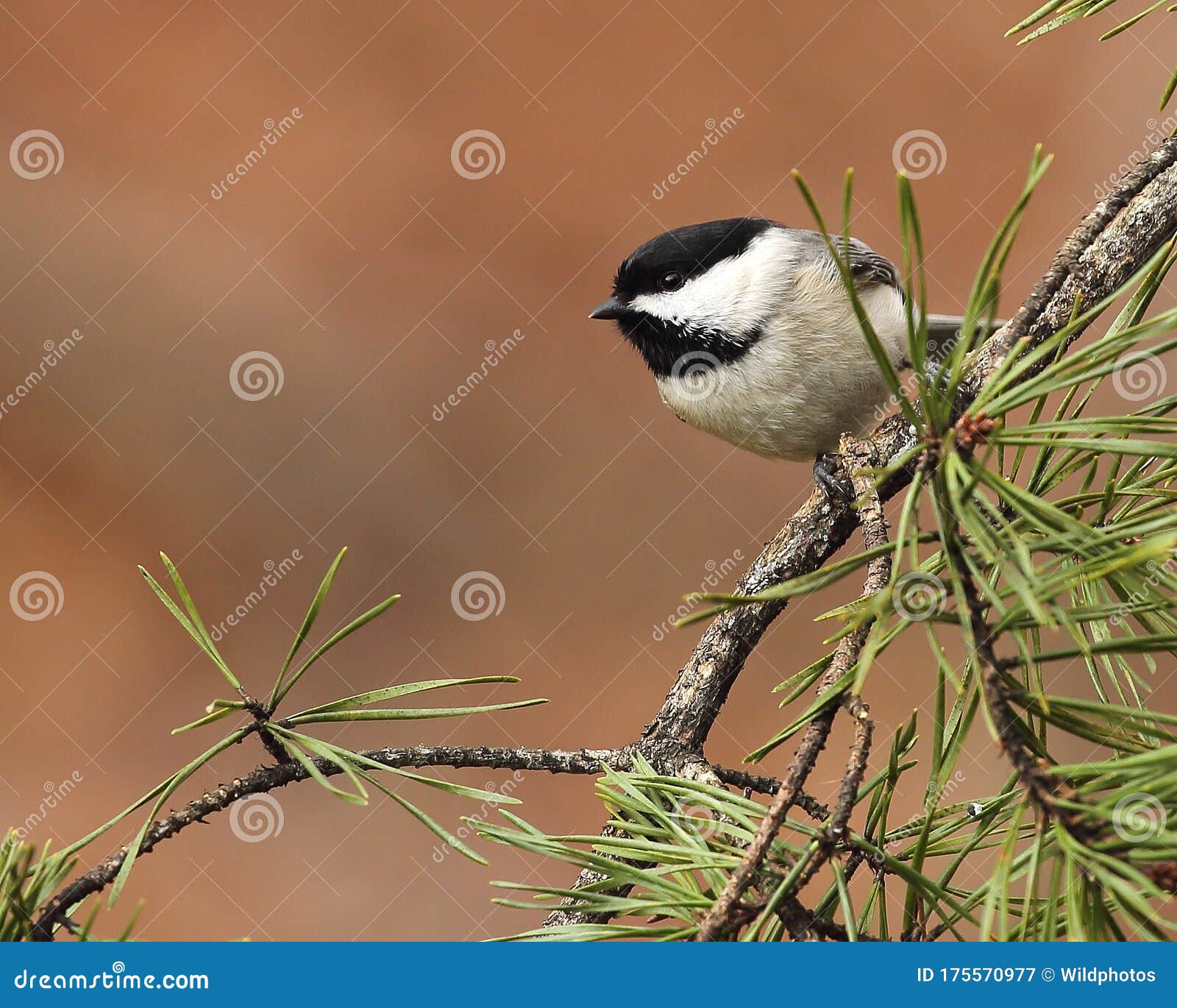 Carolina Chickadee stock image. Image of carolinensis - 175570977
