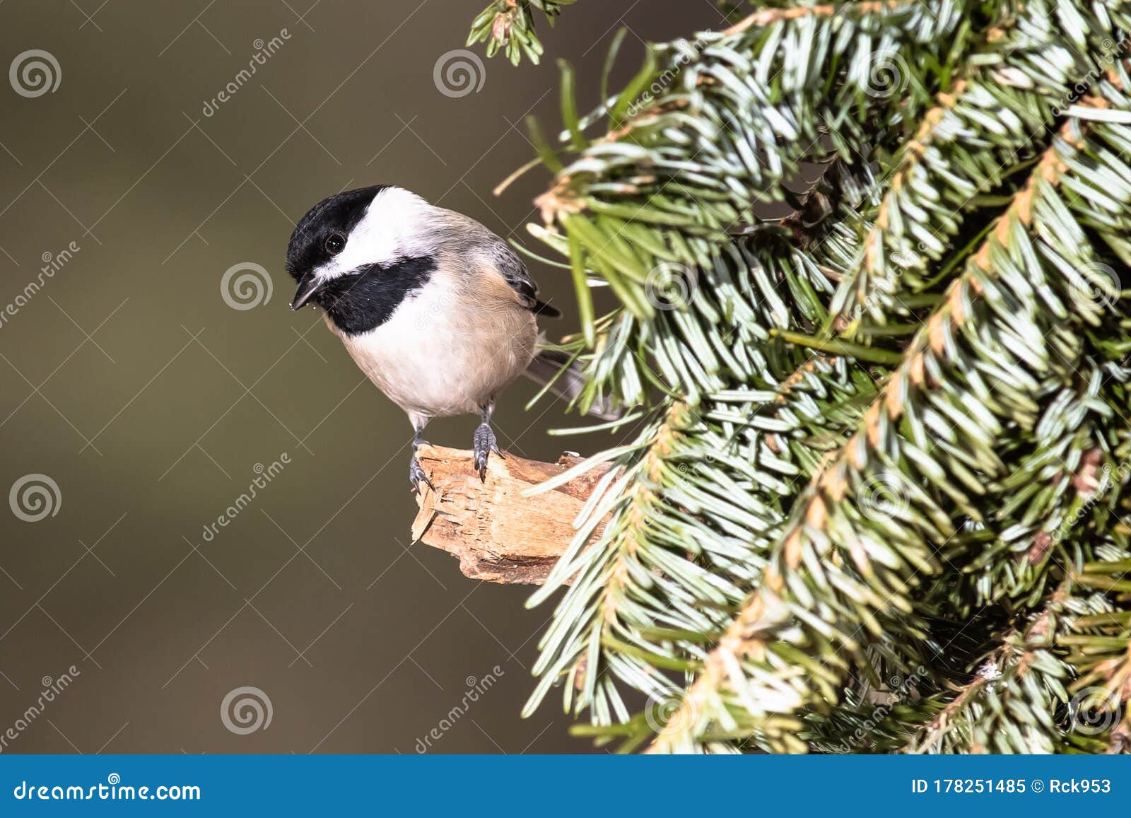 Carolina Chickadee Perched in an Evergreen Tree Stock Image - Image of ...